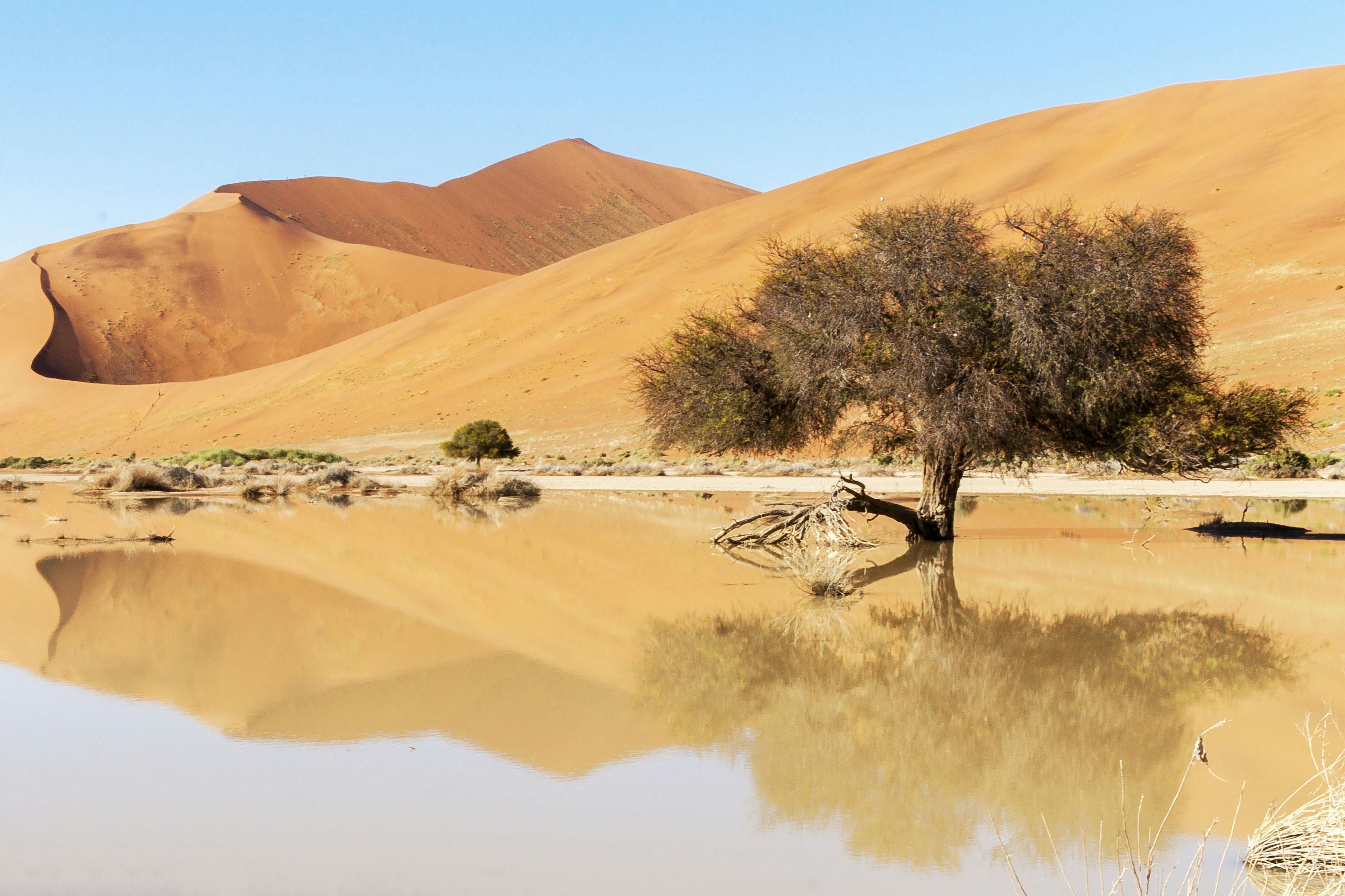 SONY DSC | Tree reflects in desert waterhole with sand dunes