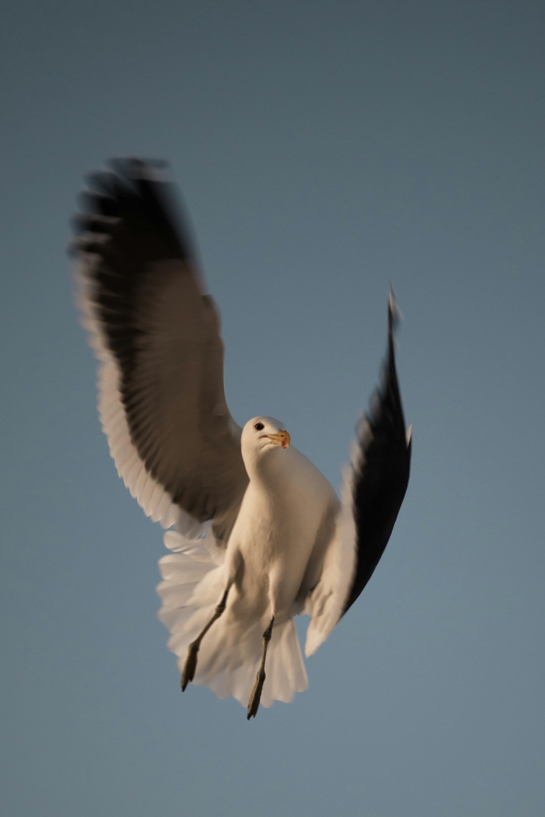 The Dance of the Seagull