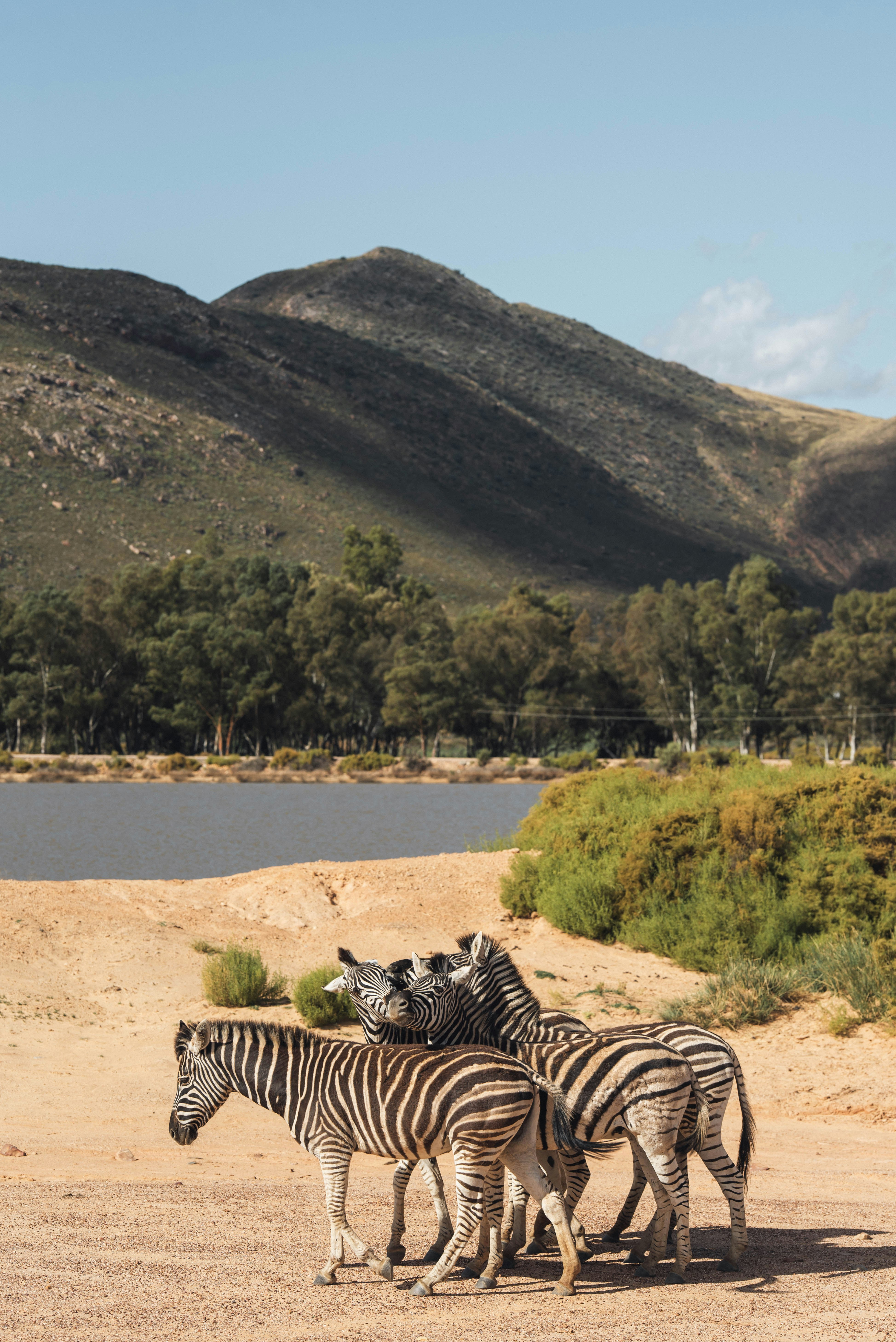 Harmony in Stripes: A Zebra Gathering by the Water