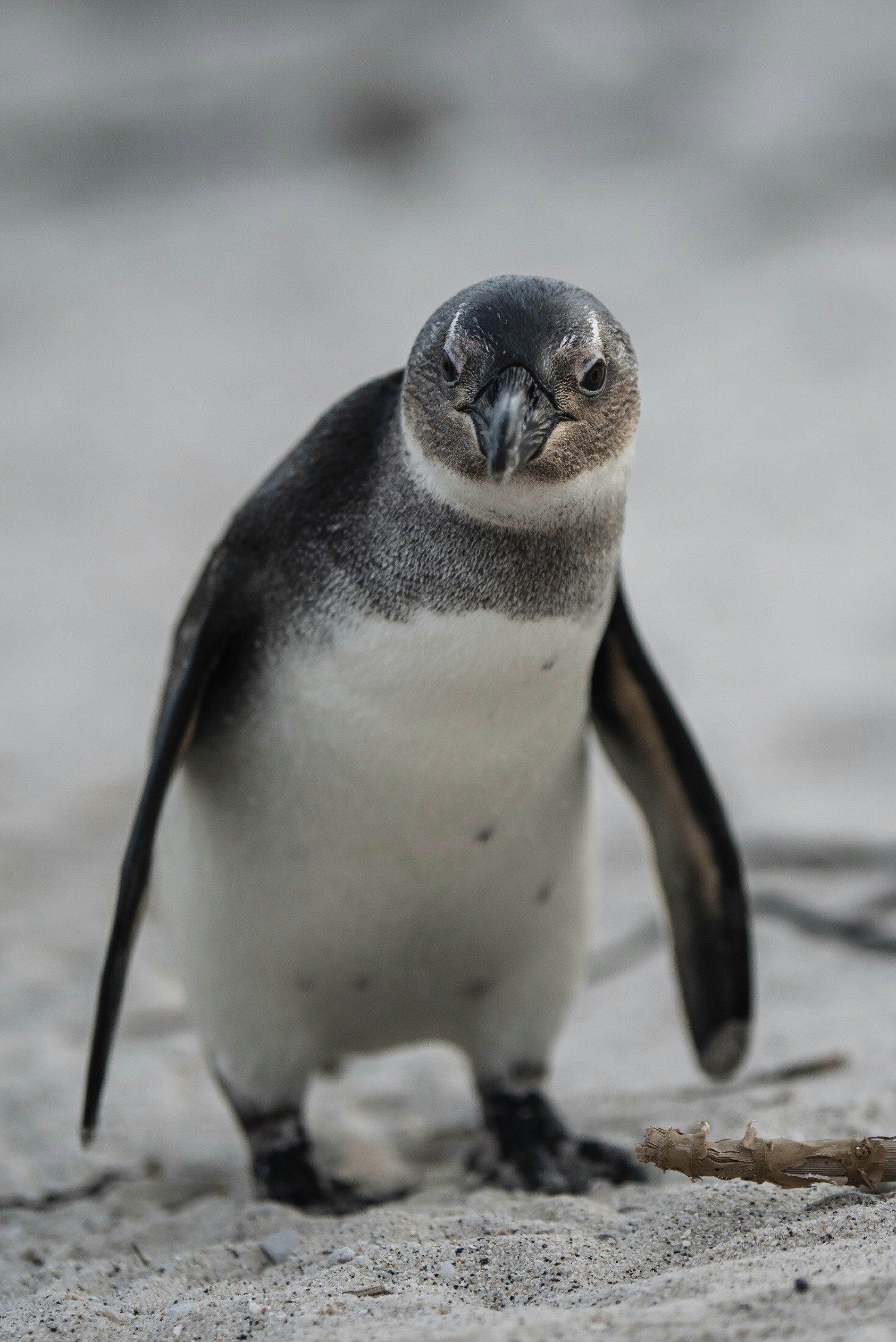 A penguin stands on a sandy beach.
