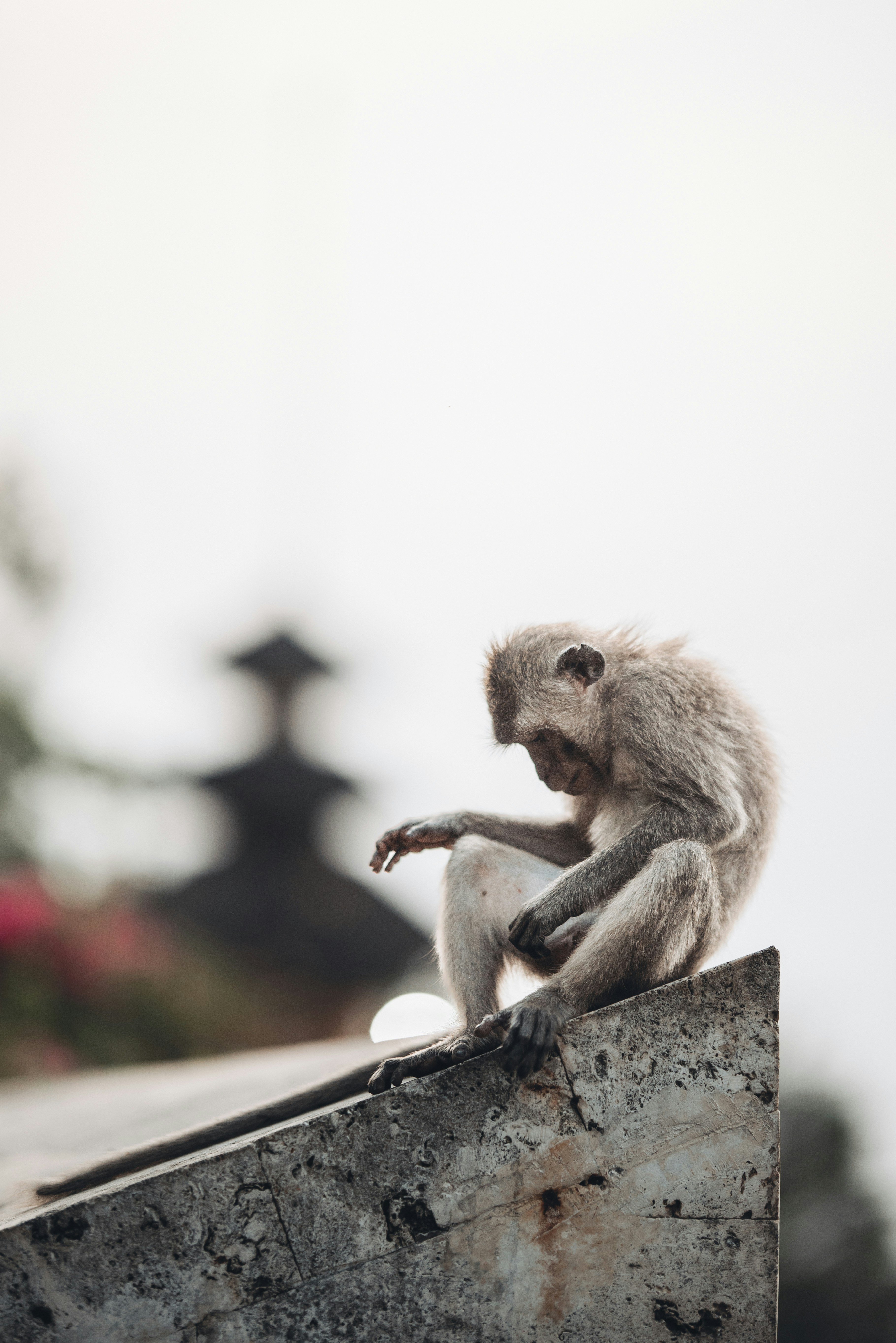 A monkey sits on a concrete ledge outdoors.