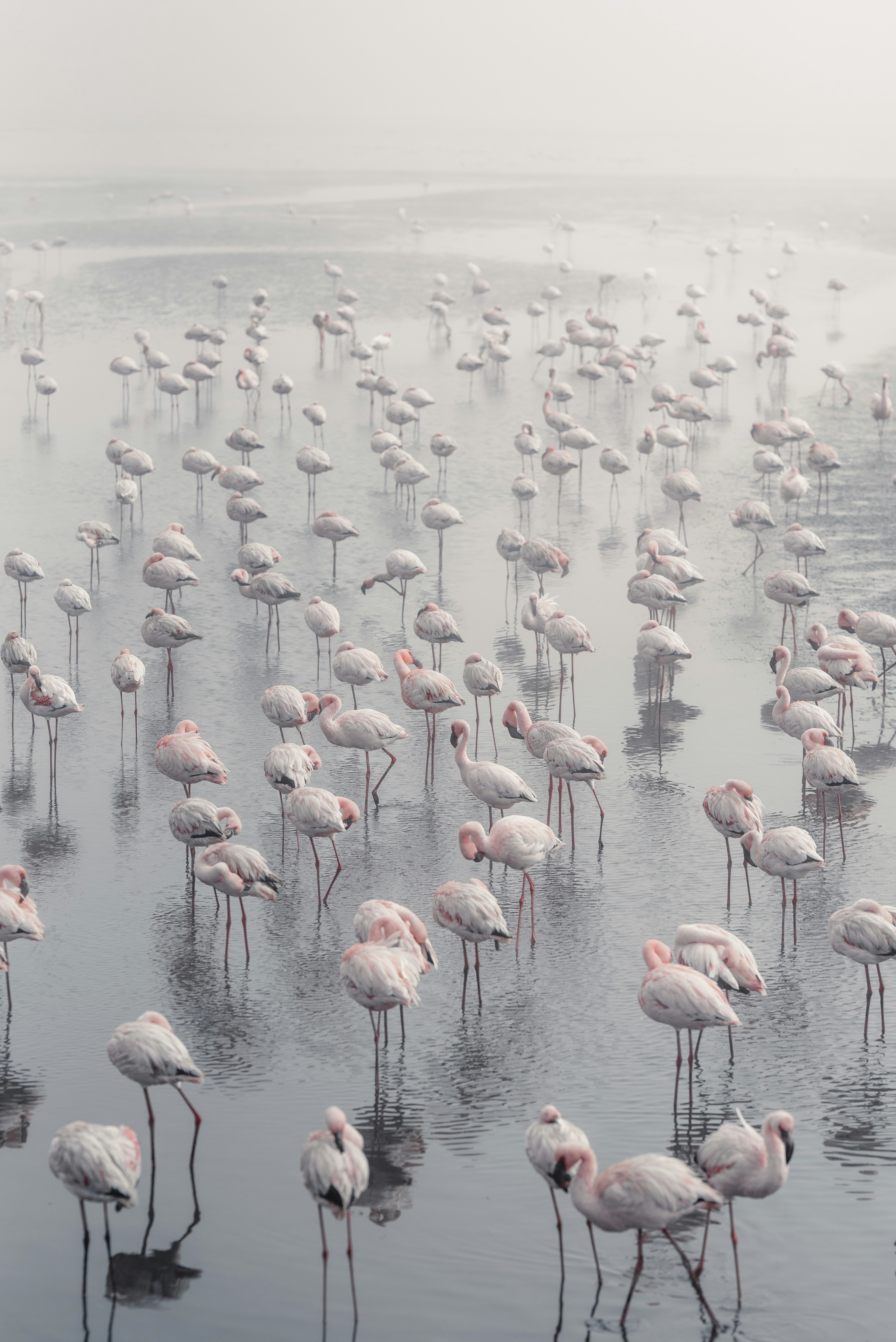 Harmony in Mist: A Flamingo Gathering