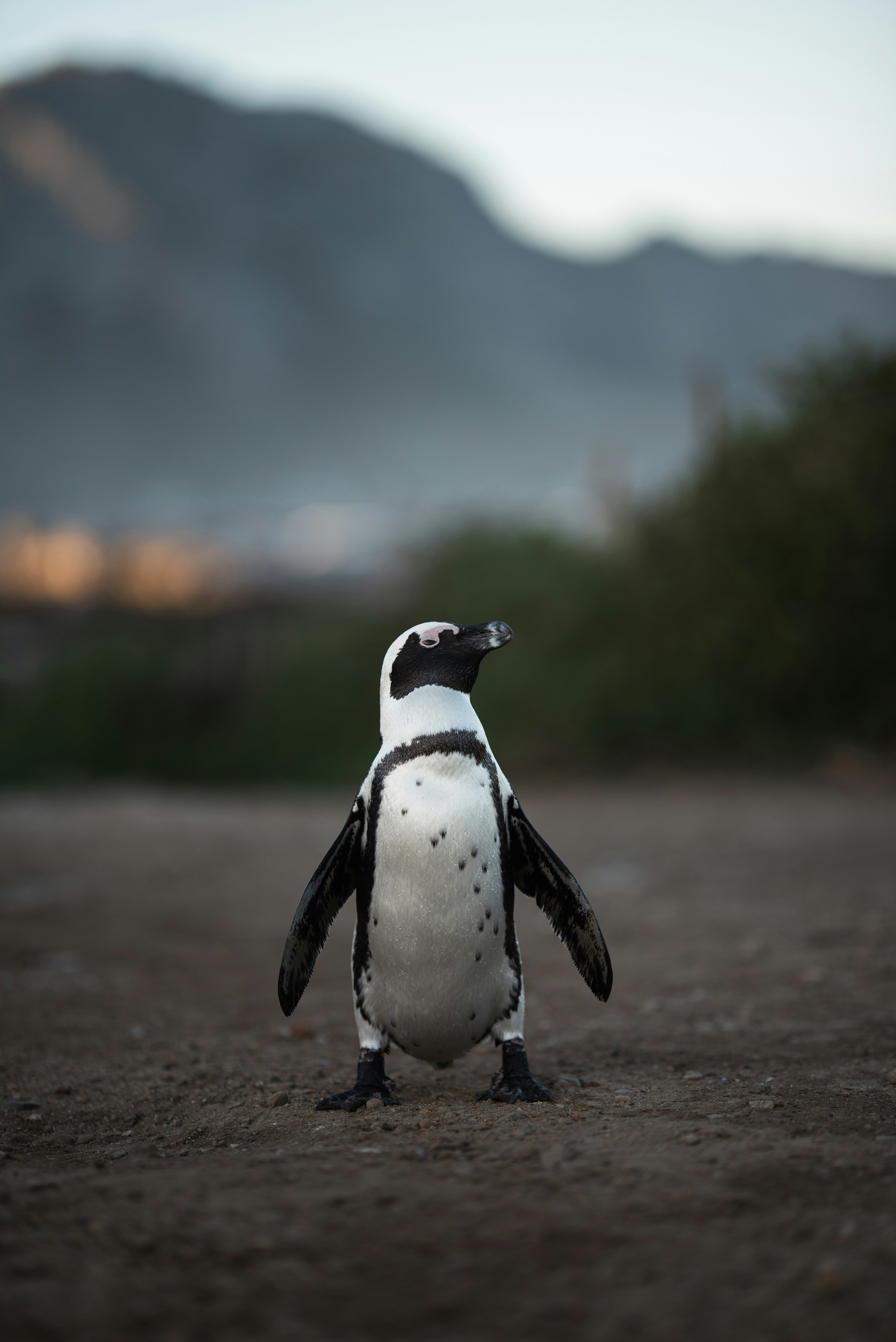A penguin stands on sandy ground with mountains in background.