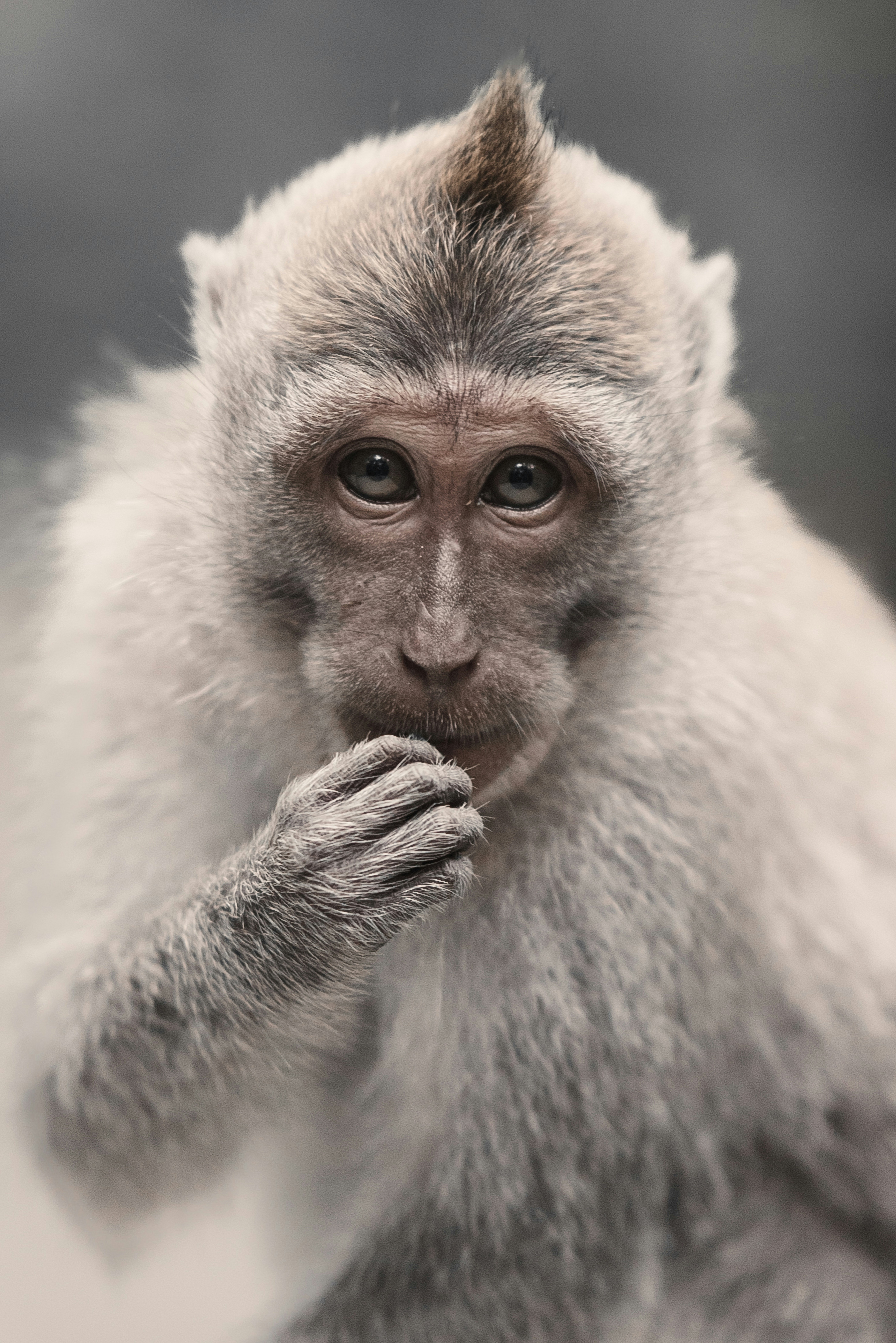 Whimsical Contemplation: A Monkey's Moment