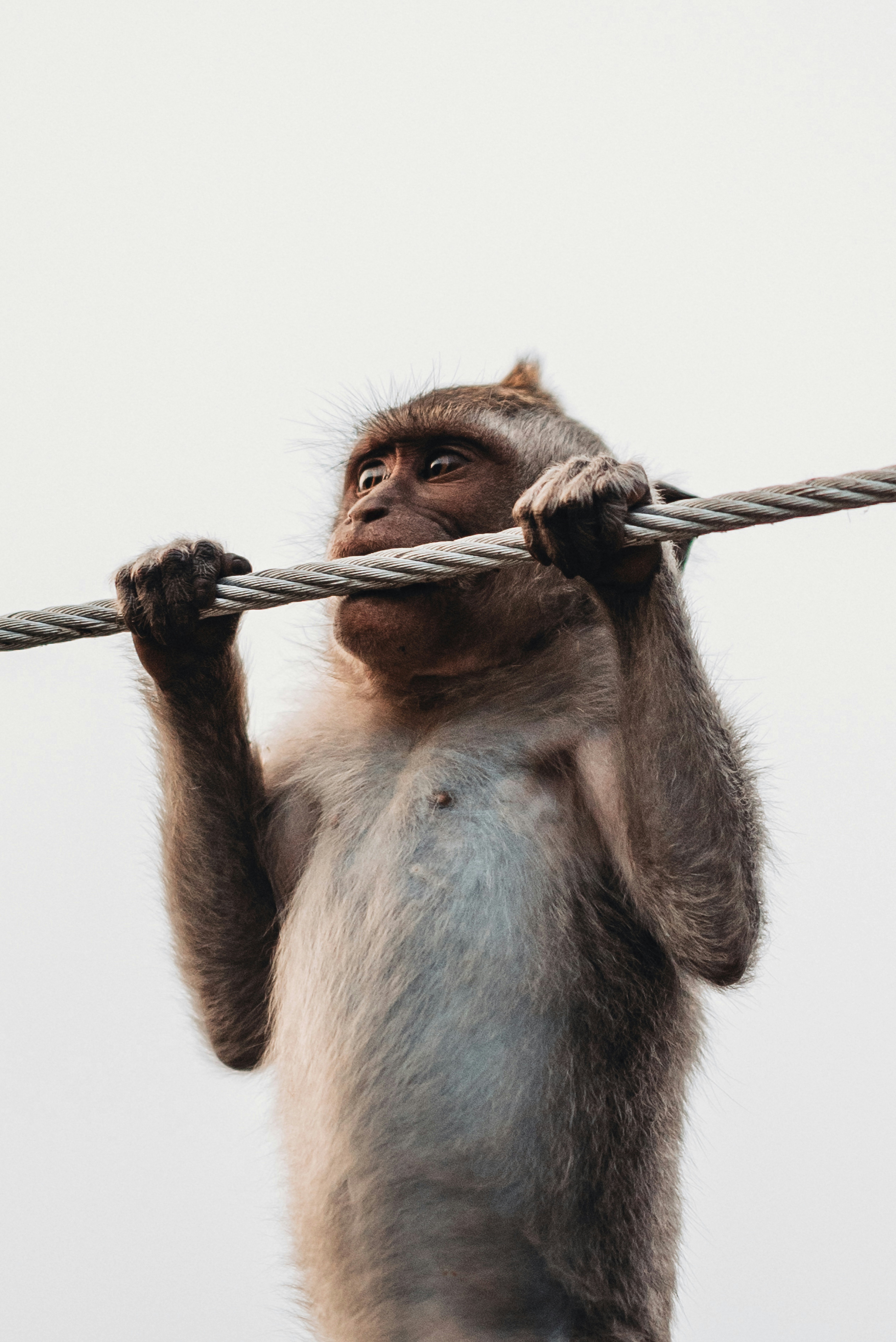 Monkey hanging from a thick wire