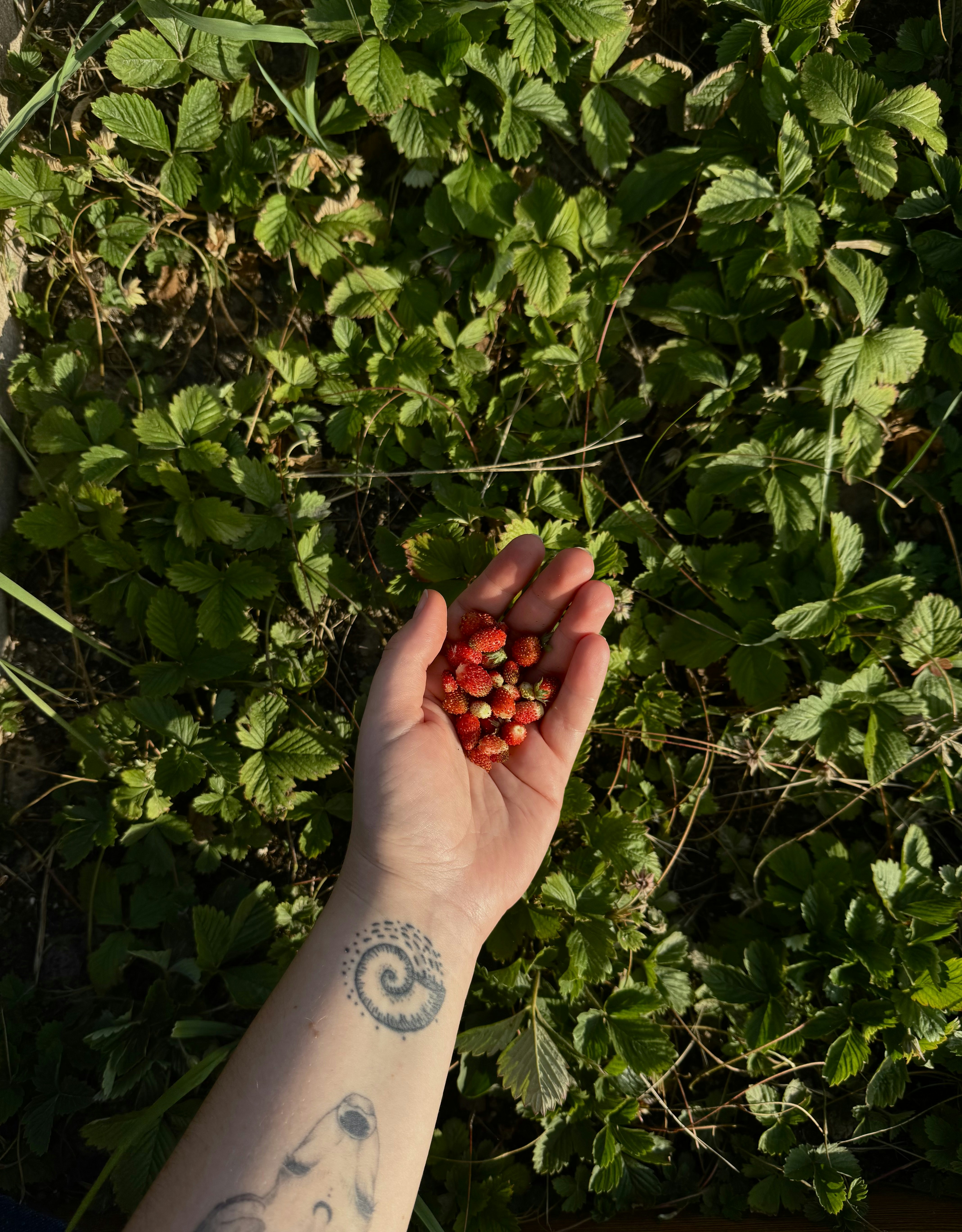 Harvesting Nature's Gems: A Handful of Wild Strawberries