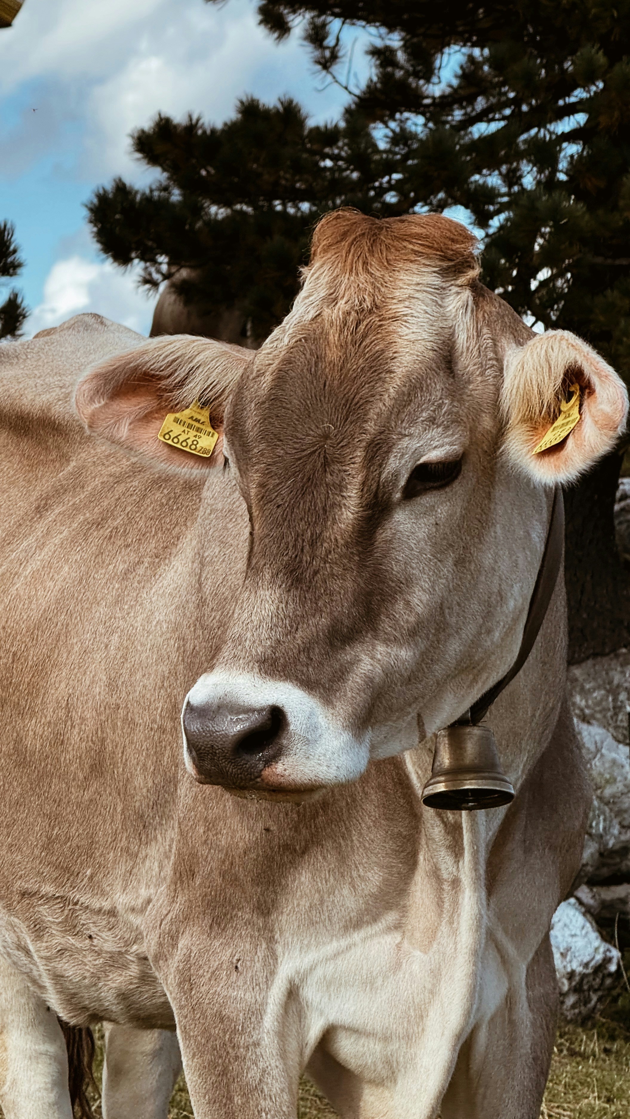 Alpen cow | A brown cow with a bell stands outdoors.