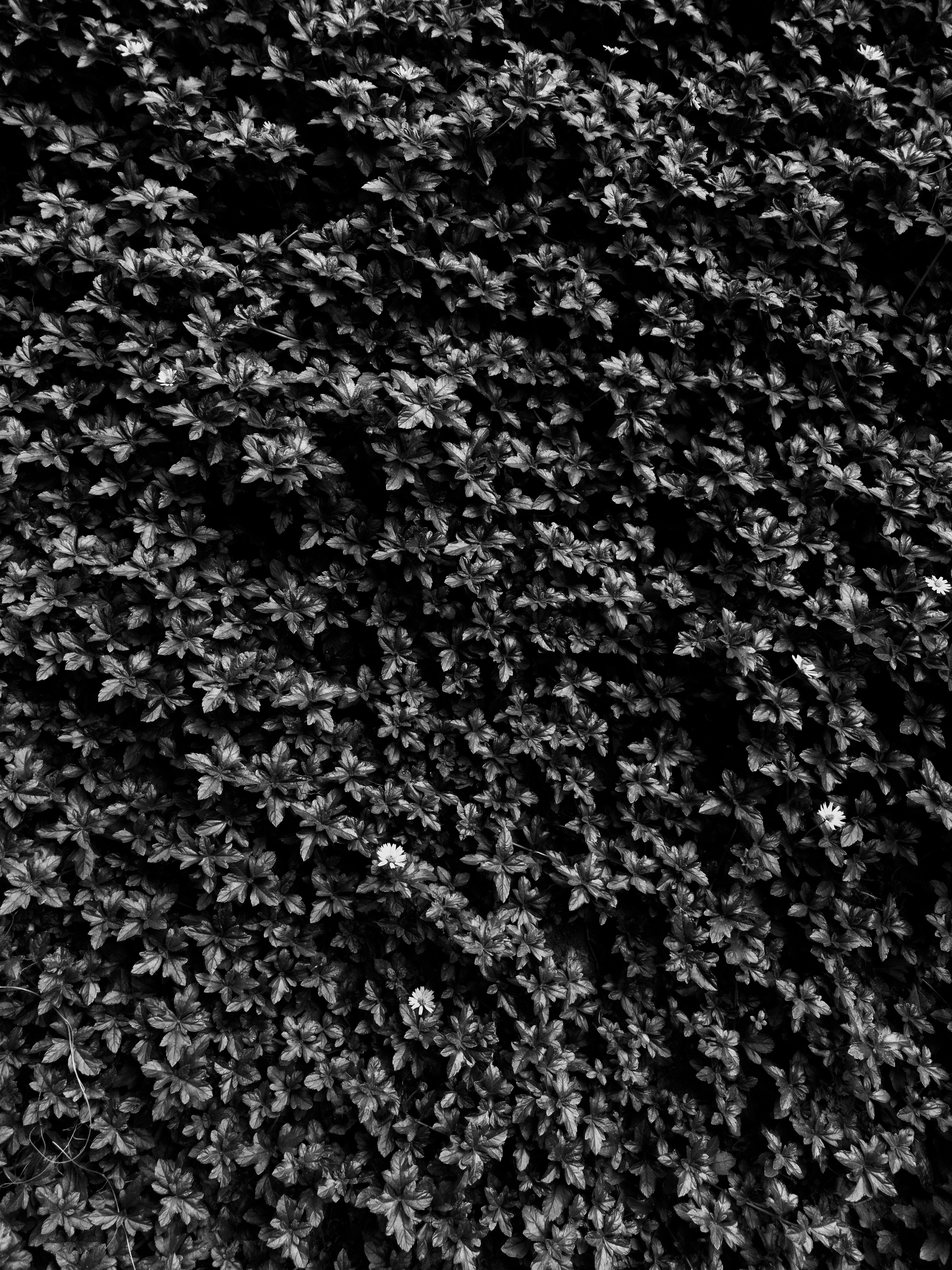 Two tone | Dense green foliage covers a wall