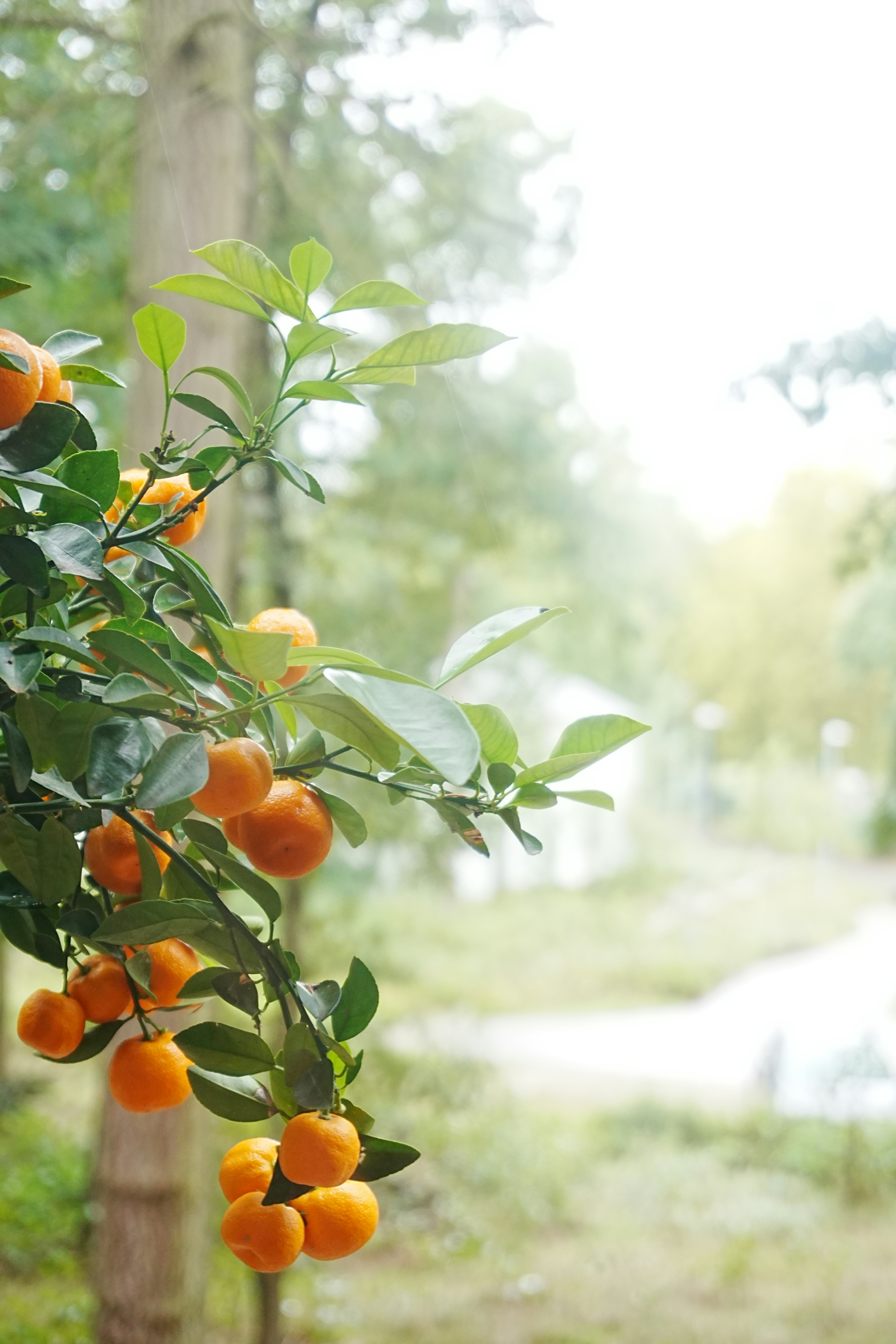Citrus Harmony Amidst Nature's Embrace