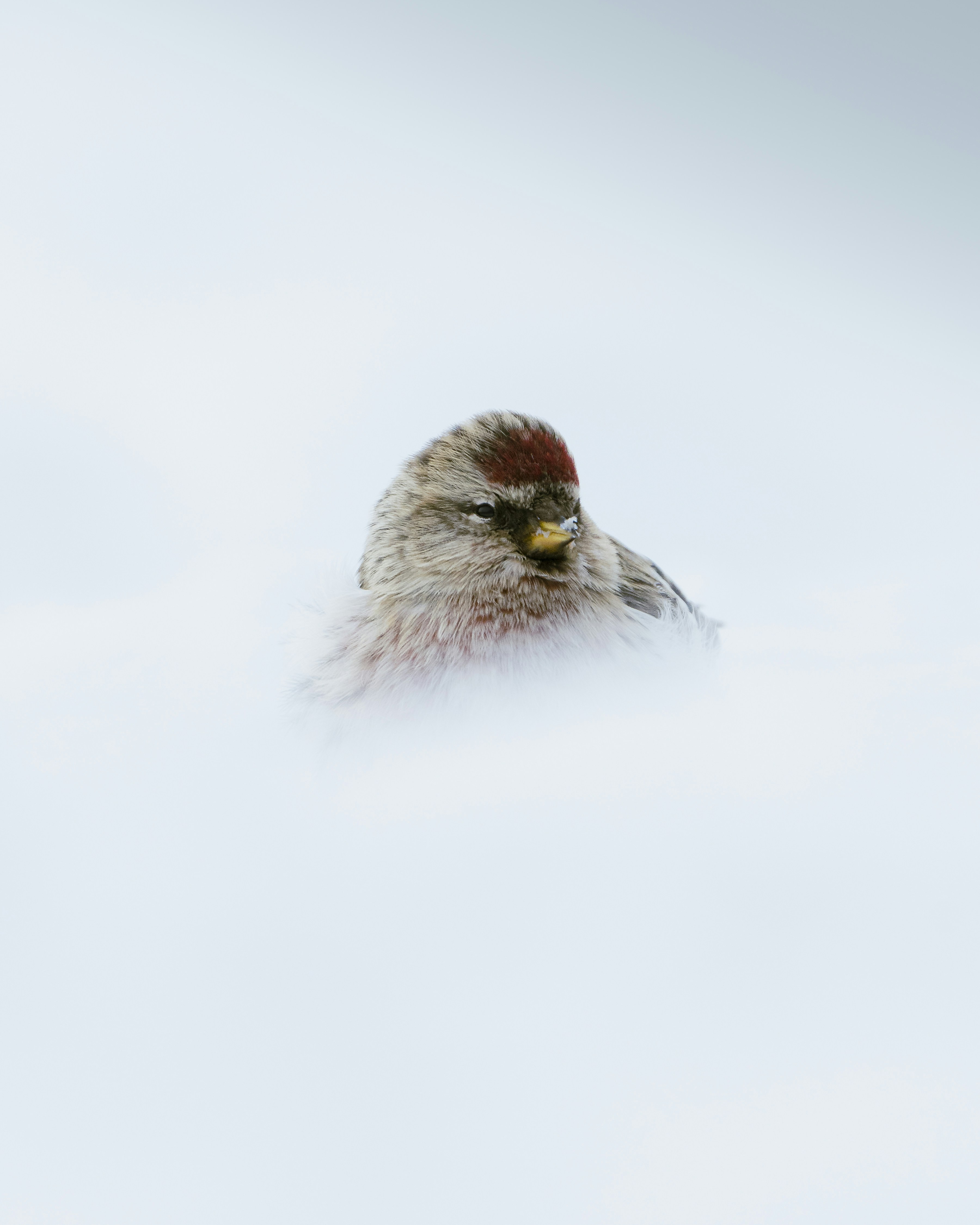 A Feathered Sentinel in a Sea of White