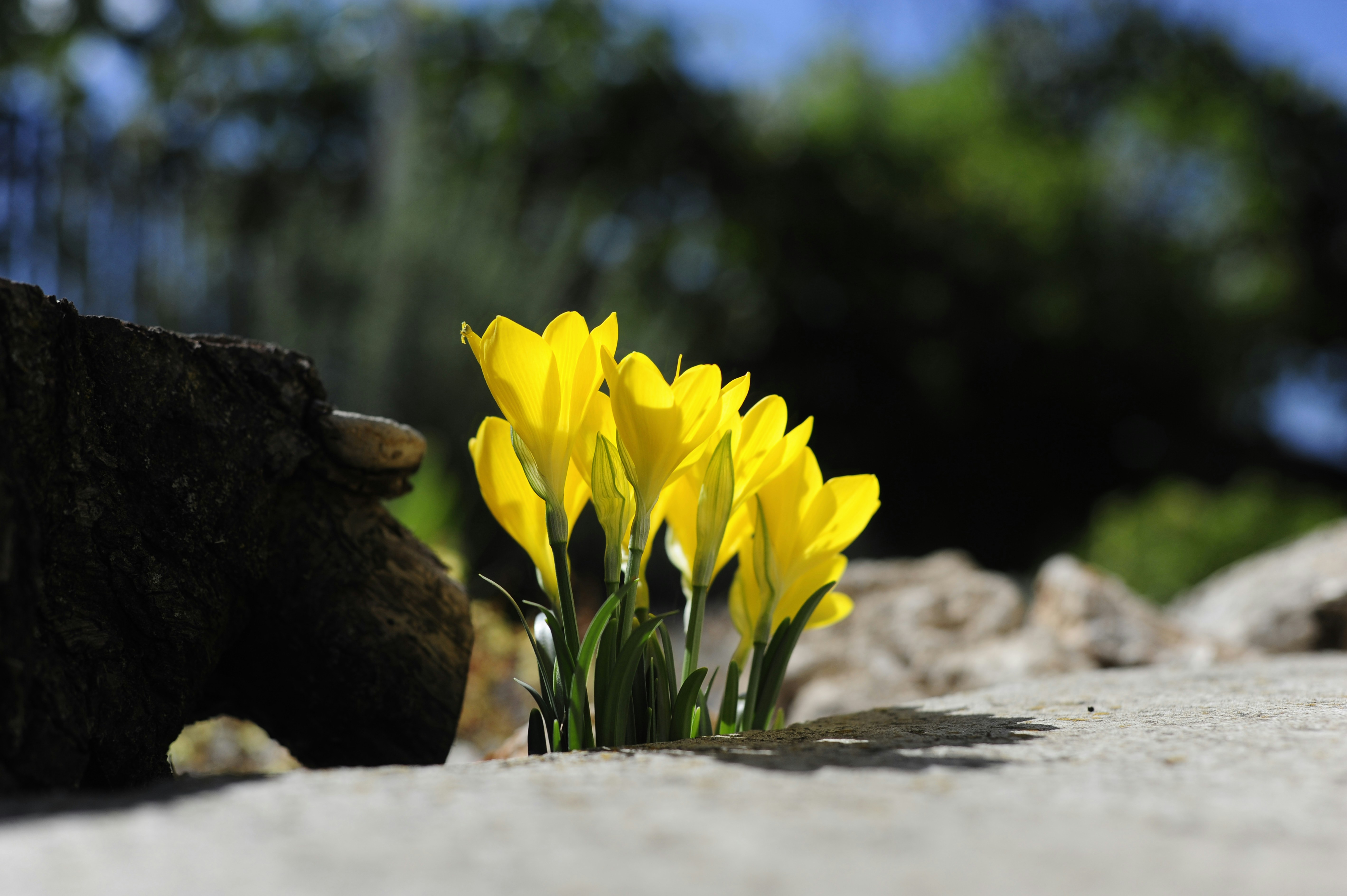 Emerging Sunshine: The Resilience of Spring