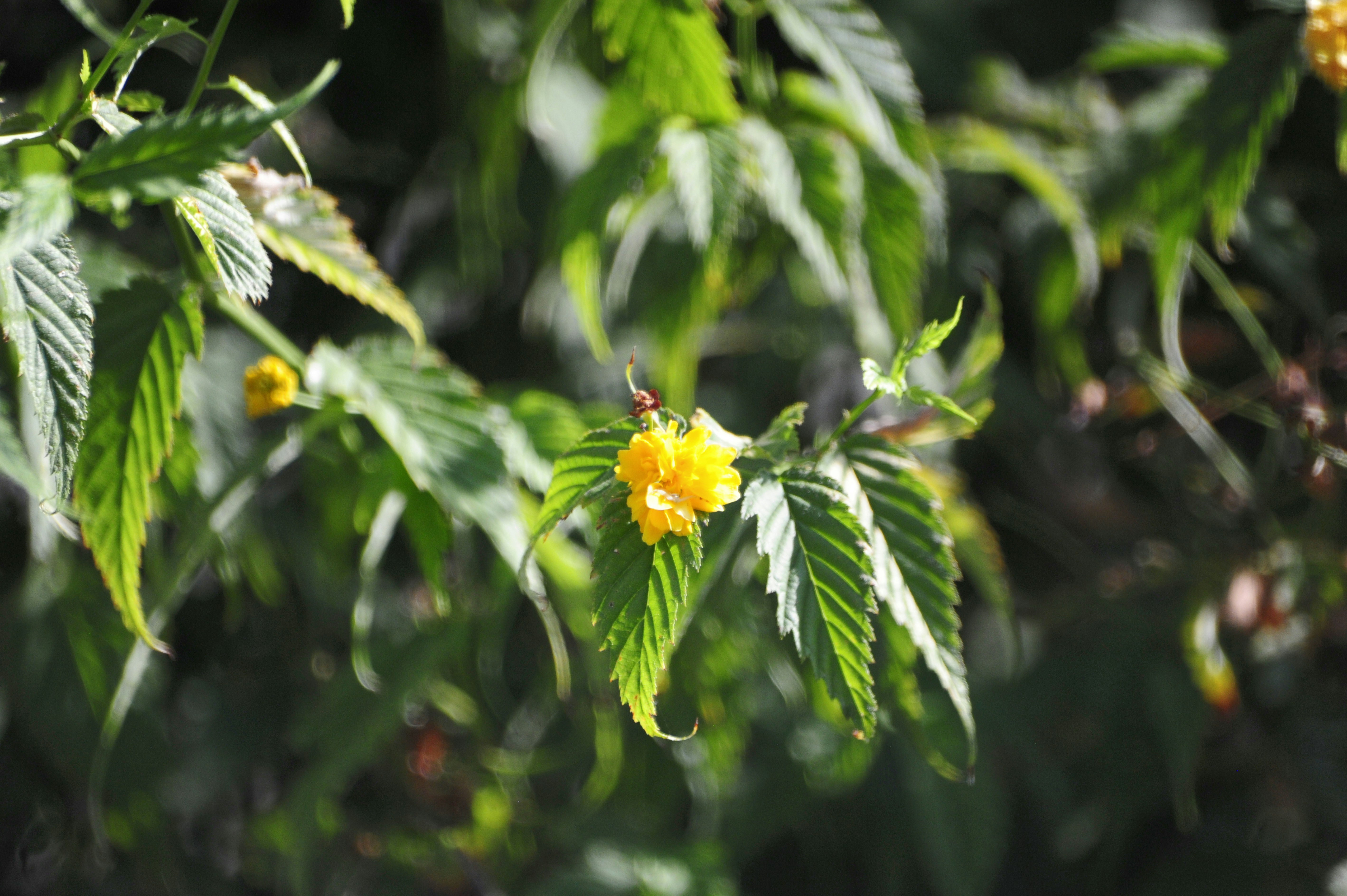 A close-up of a yellow flower surrounded by green leaves.