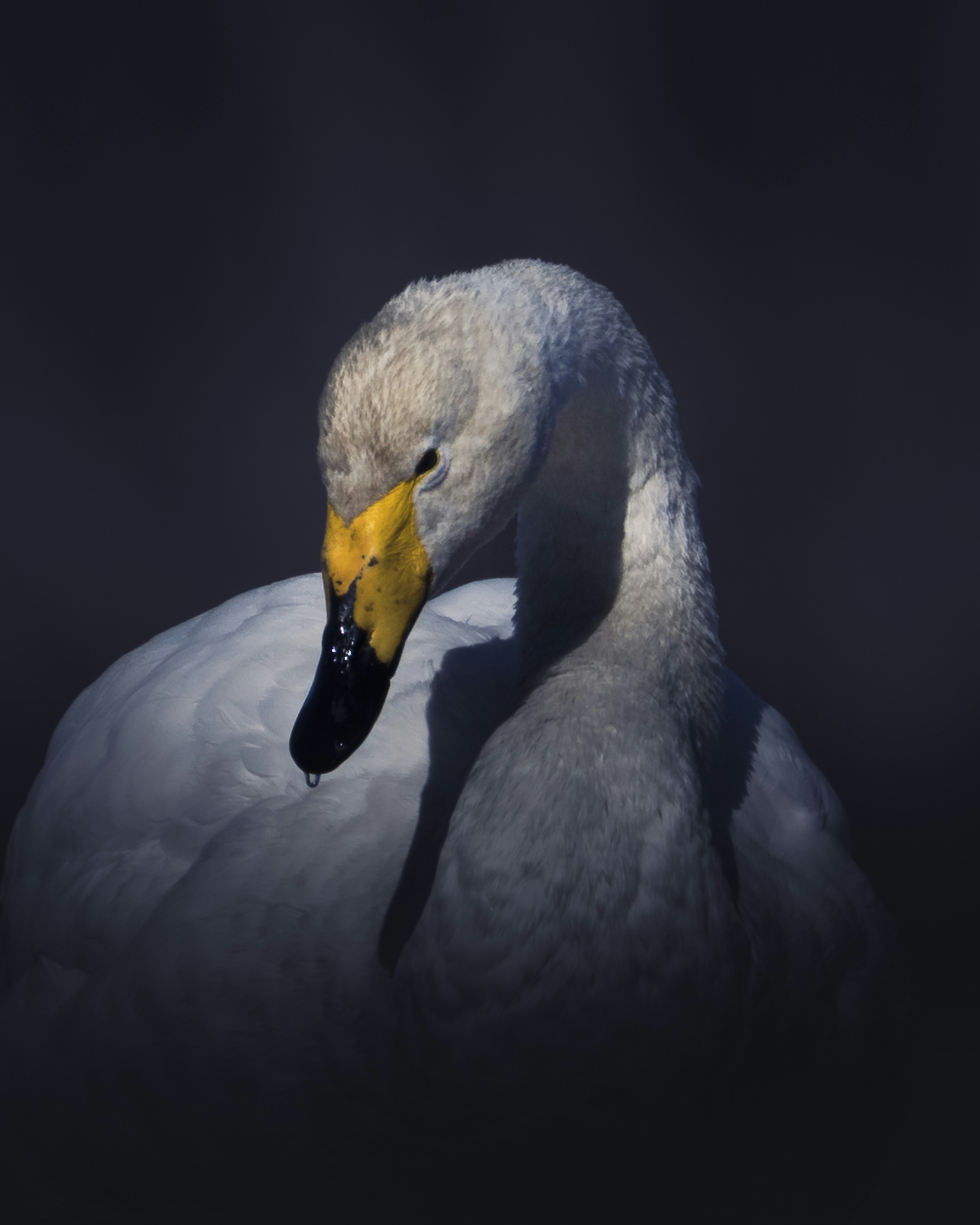 Whispers of the Waterfowl