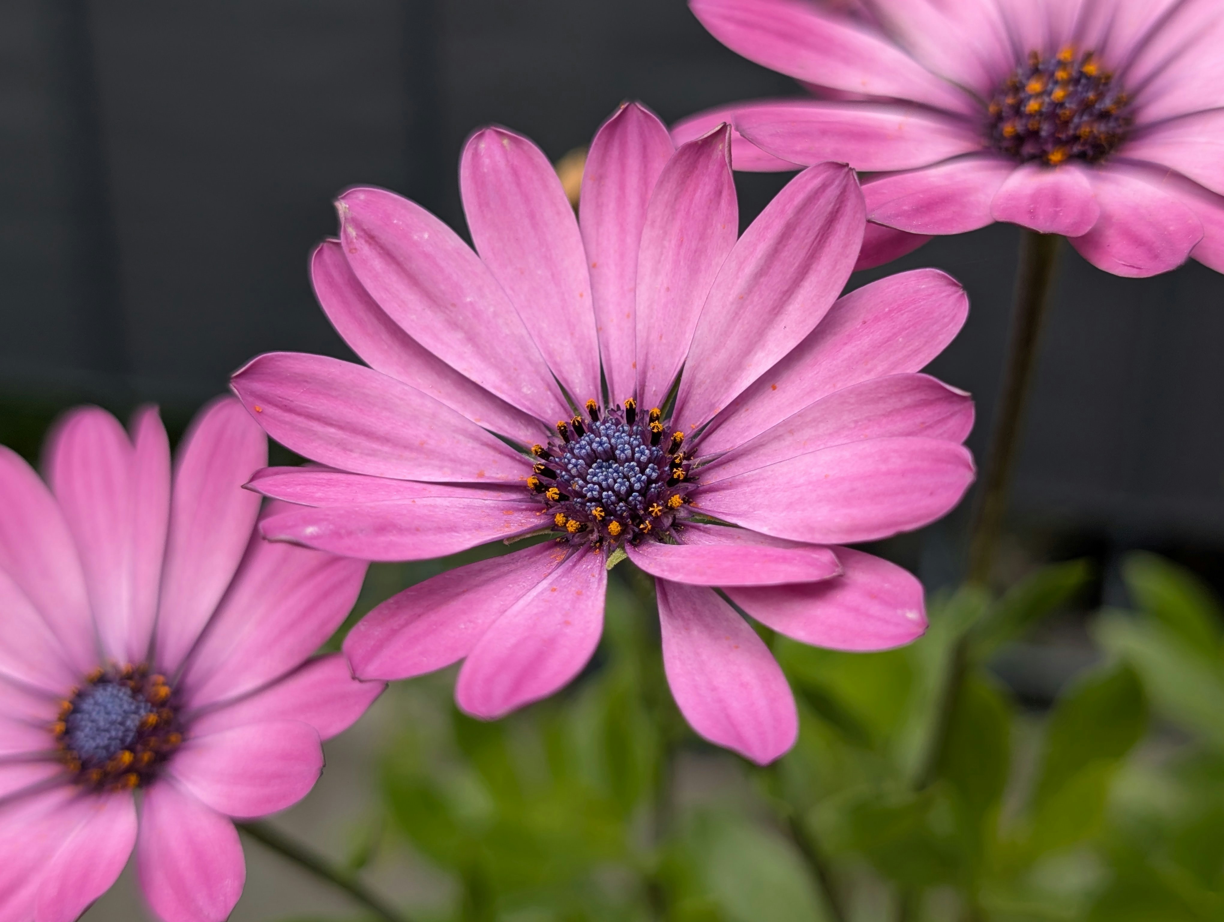 Three pink daisies with dark centers bloom.