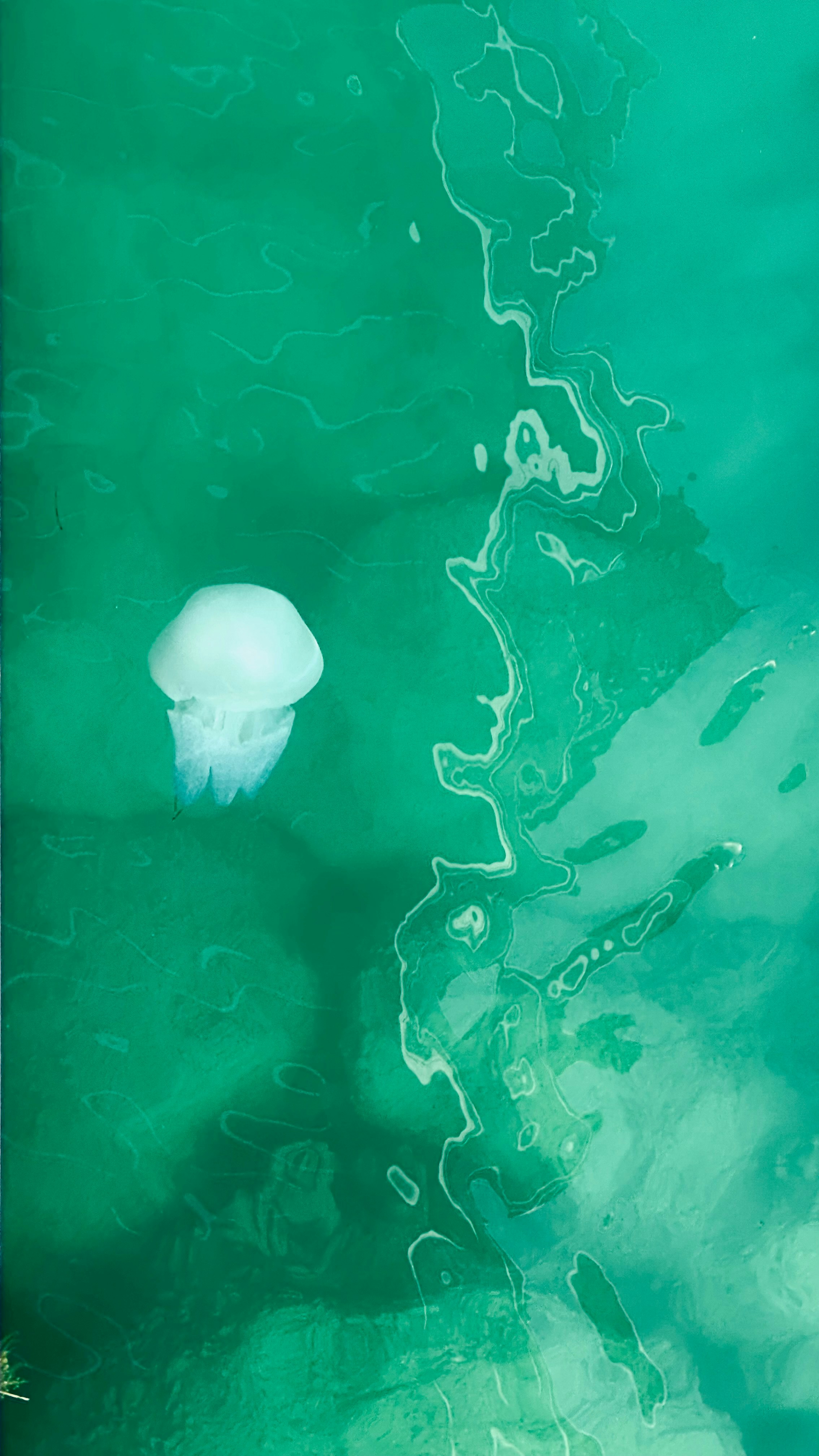 Serenity Beneath the Surface: A Jellyfish Encounter