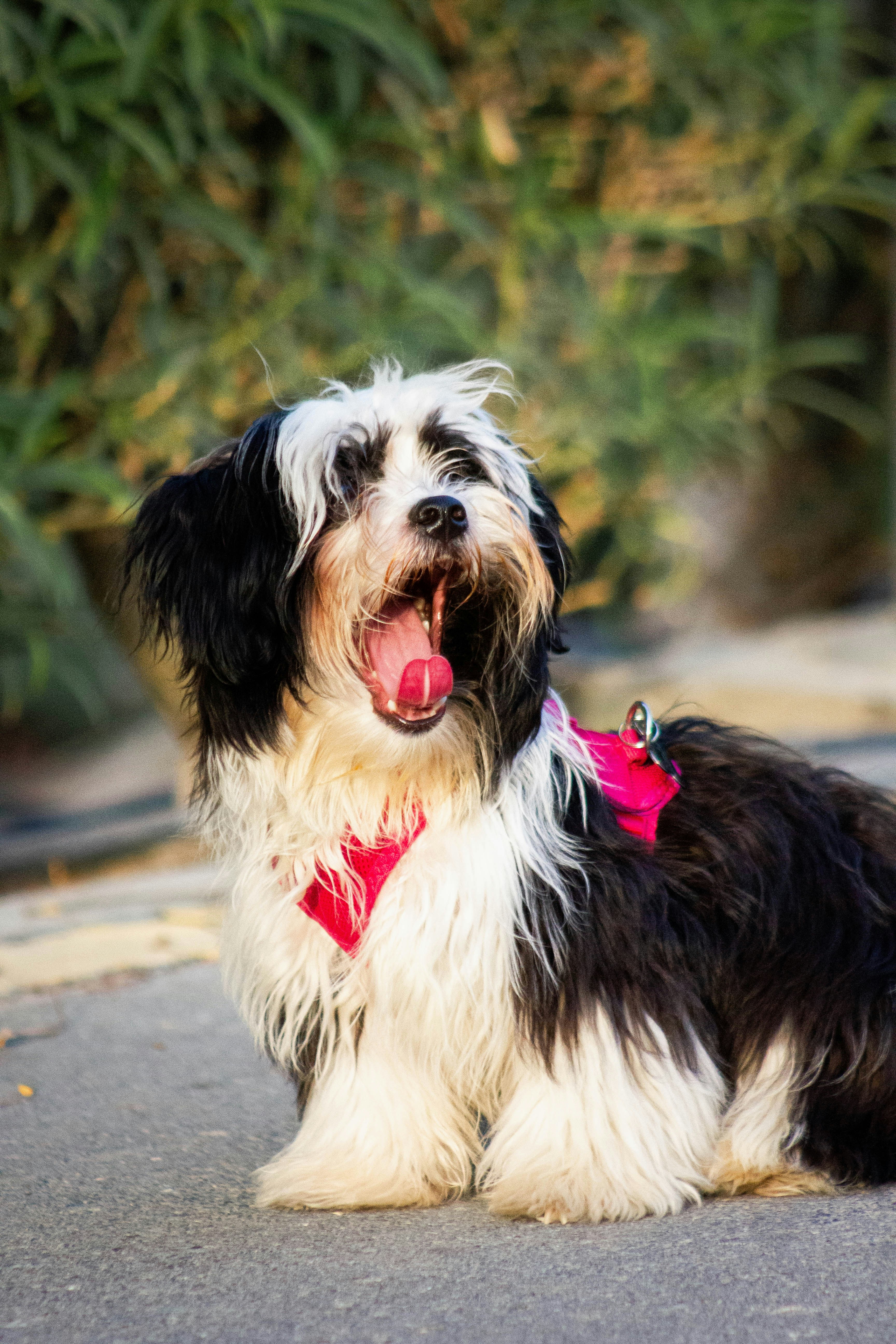 A shaggy black and white dog yawns outdoors photo – Free Dog Image on ...