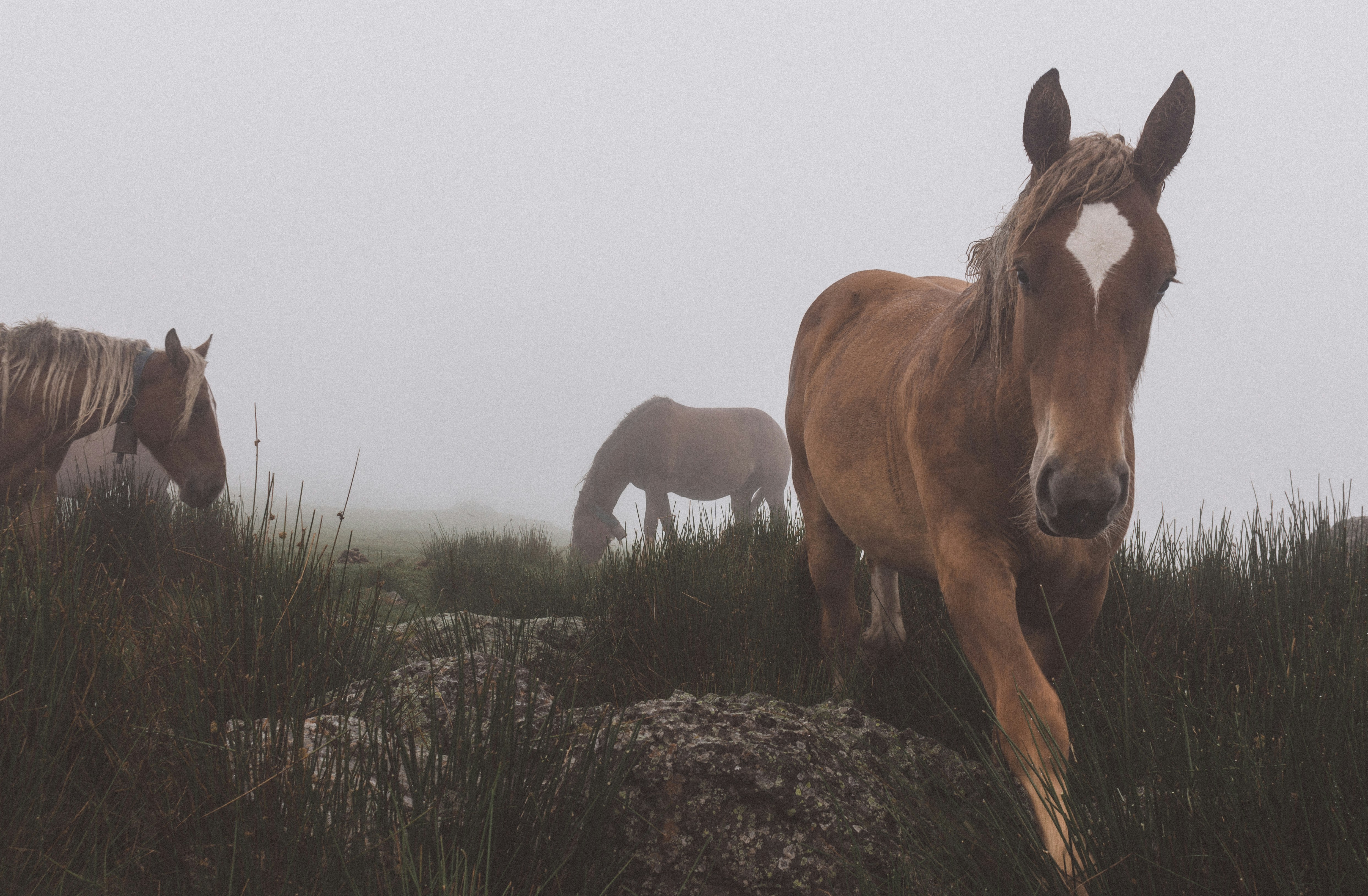 Three horses in a misty, grassy field