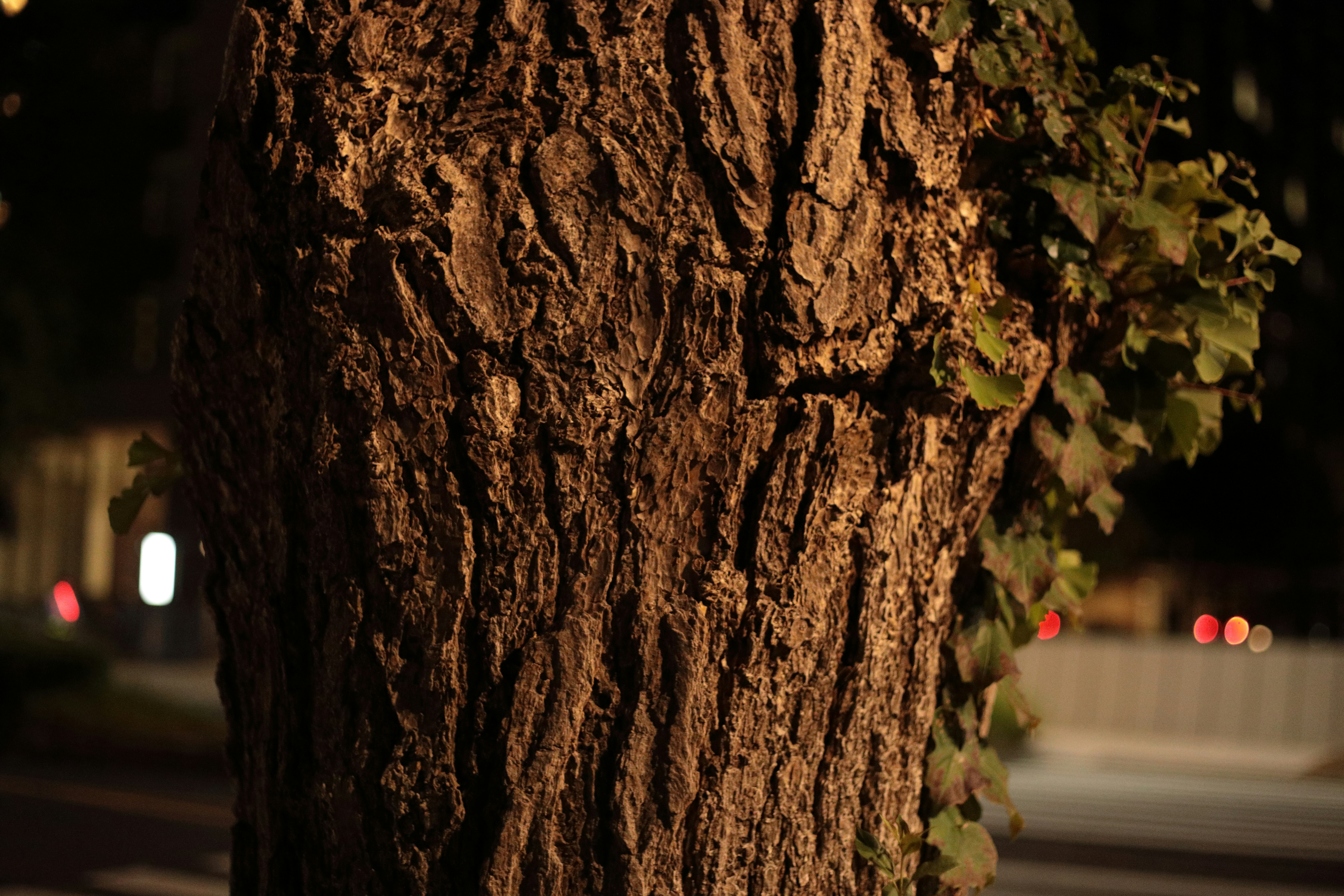 Nature's Textured Canvas