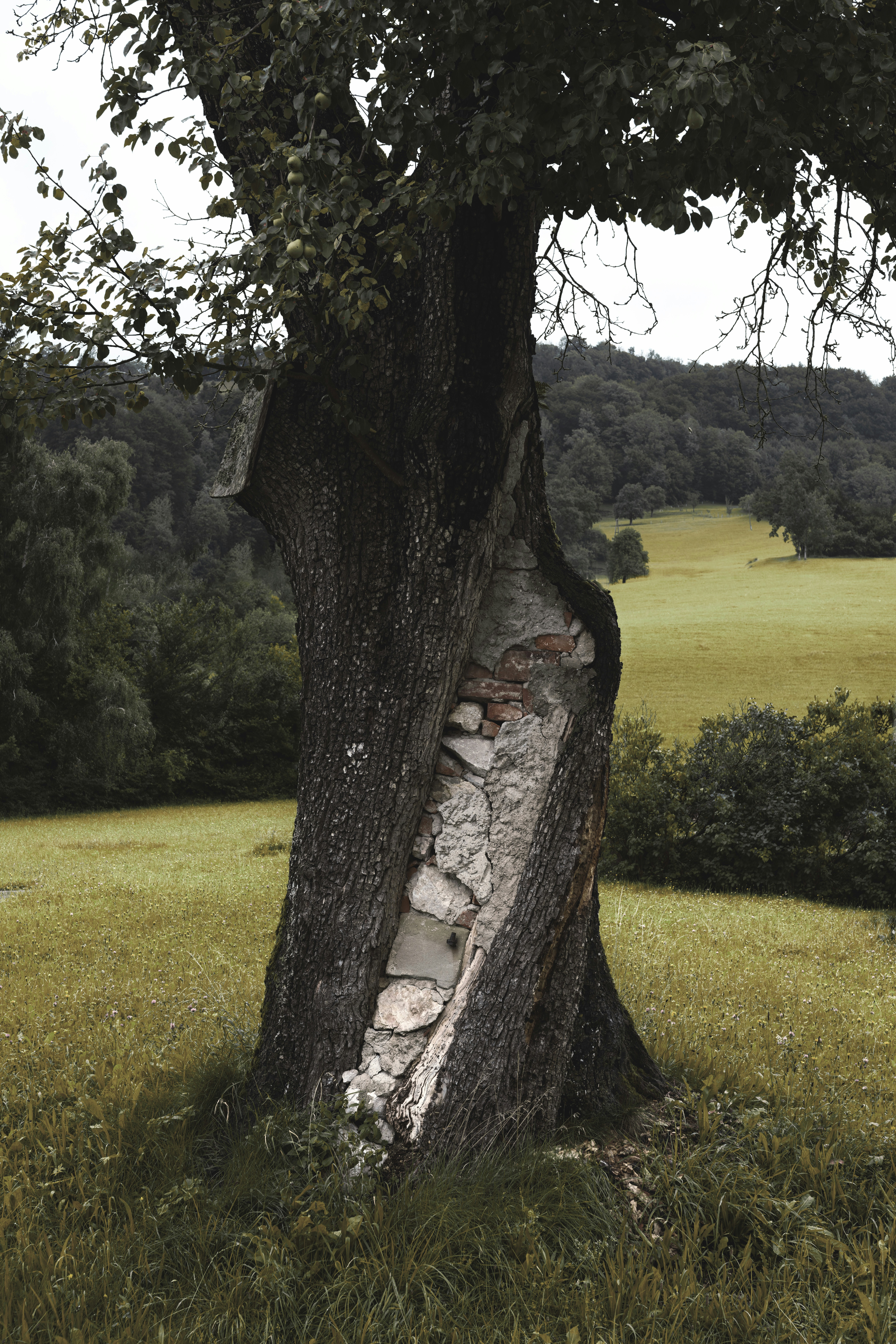To be all right. A quiet mending — The world offers a hand, where you least expect it. (A close-up vertical shot of an old, weathered tree with a large crack in its trunk, revealing stones and mortar inside. The tree stands in a green, grassy field with a forest in the background.) | Hollowed tree trunk with visible stones in a grassy field.