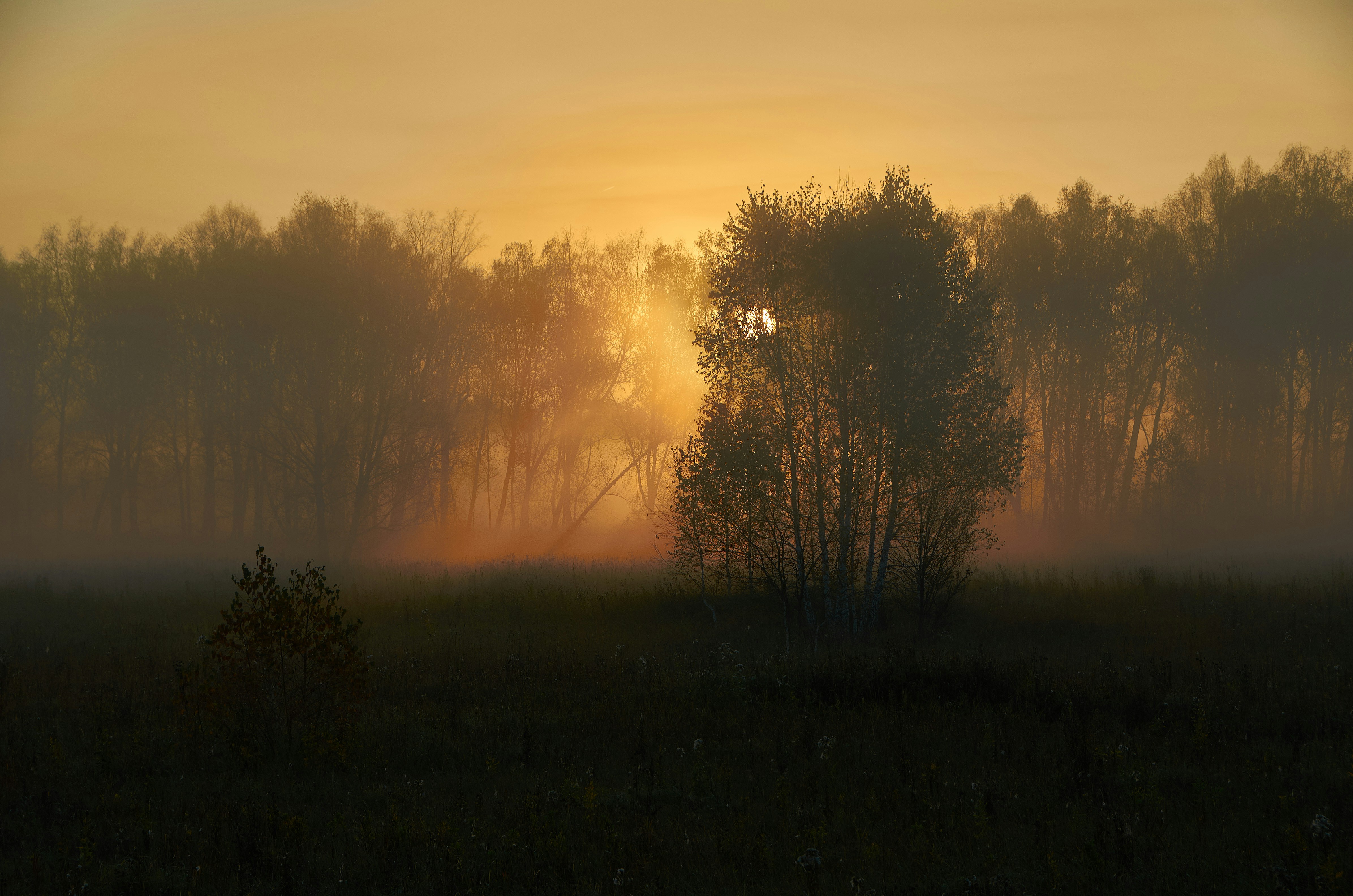 Whispers of Dawn Through the Mist