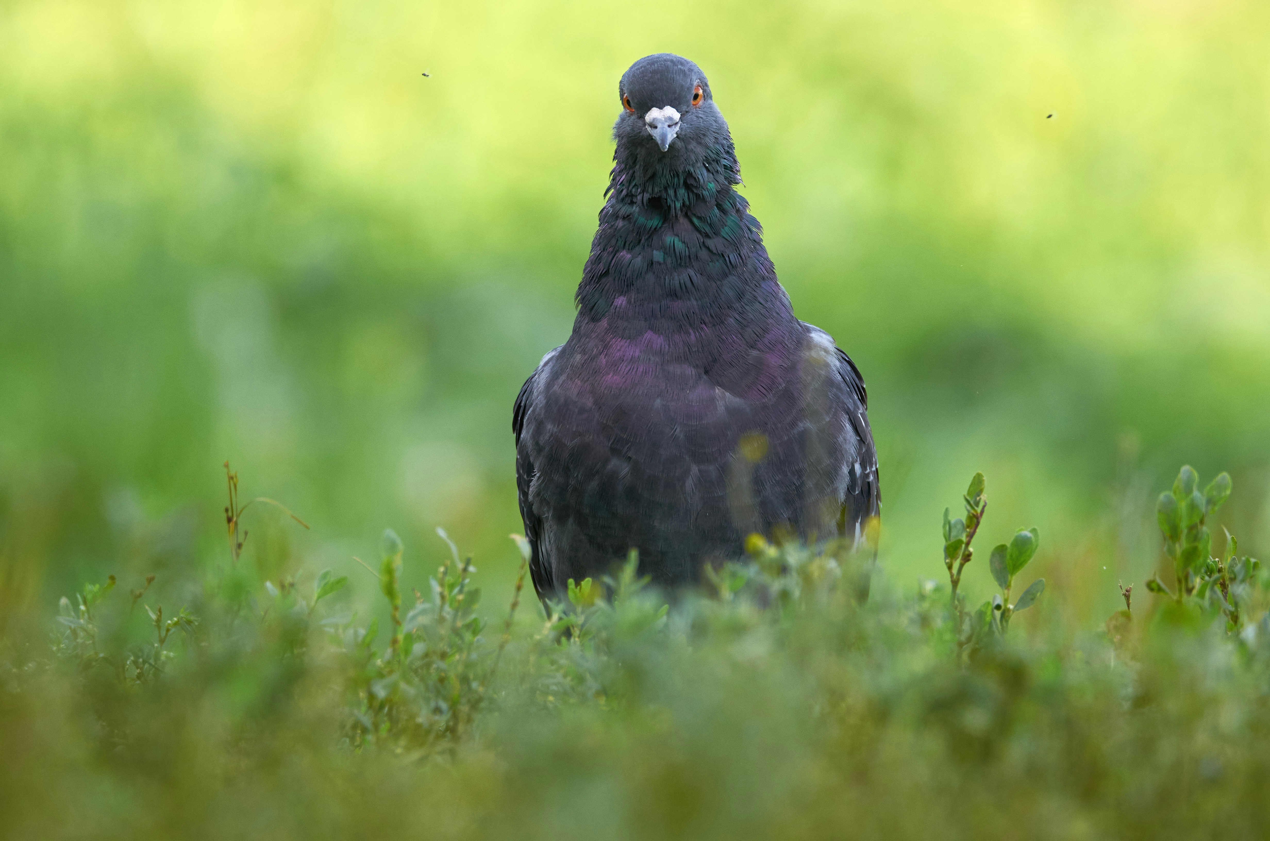 A pigeon stands in green grass looking forward.