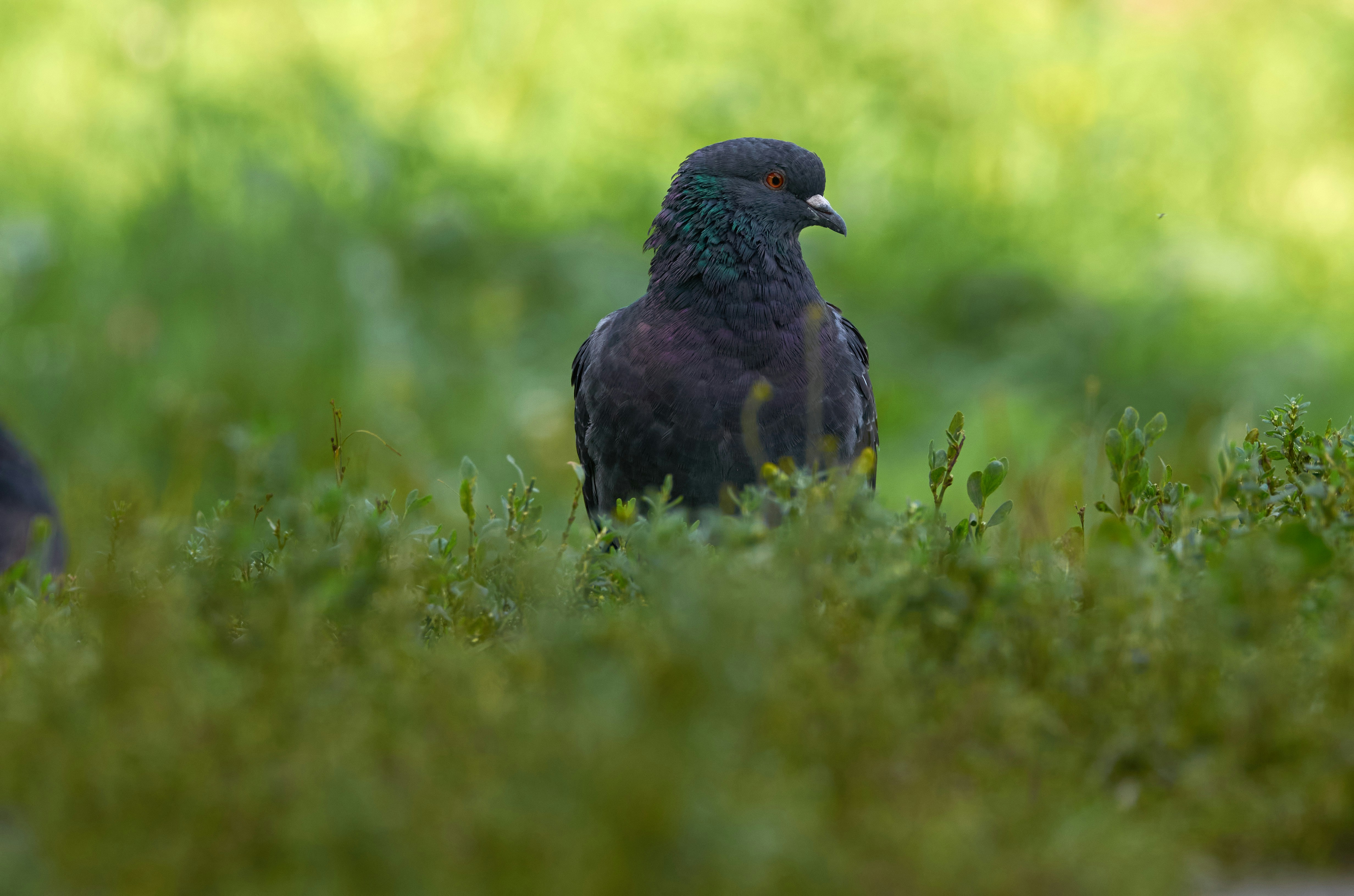 Emerald-Feathered Sentinel