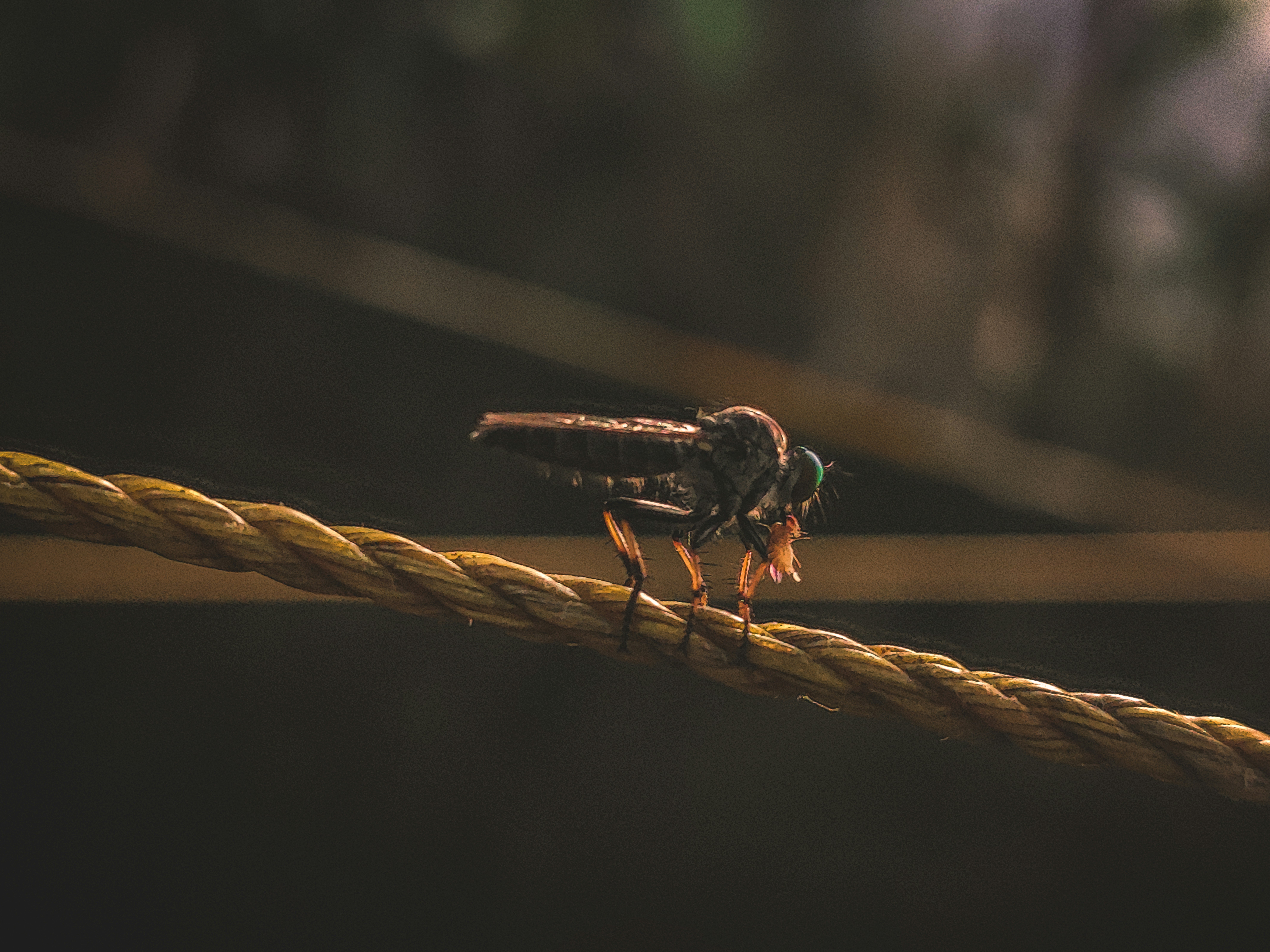 Robber fly with prey on a rope