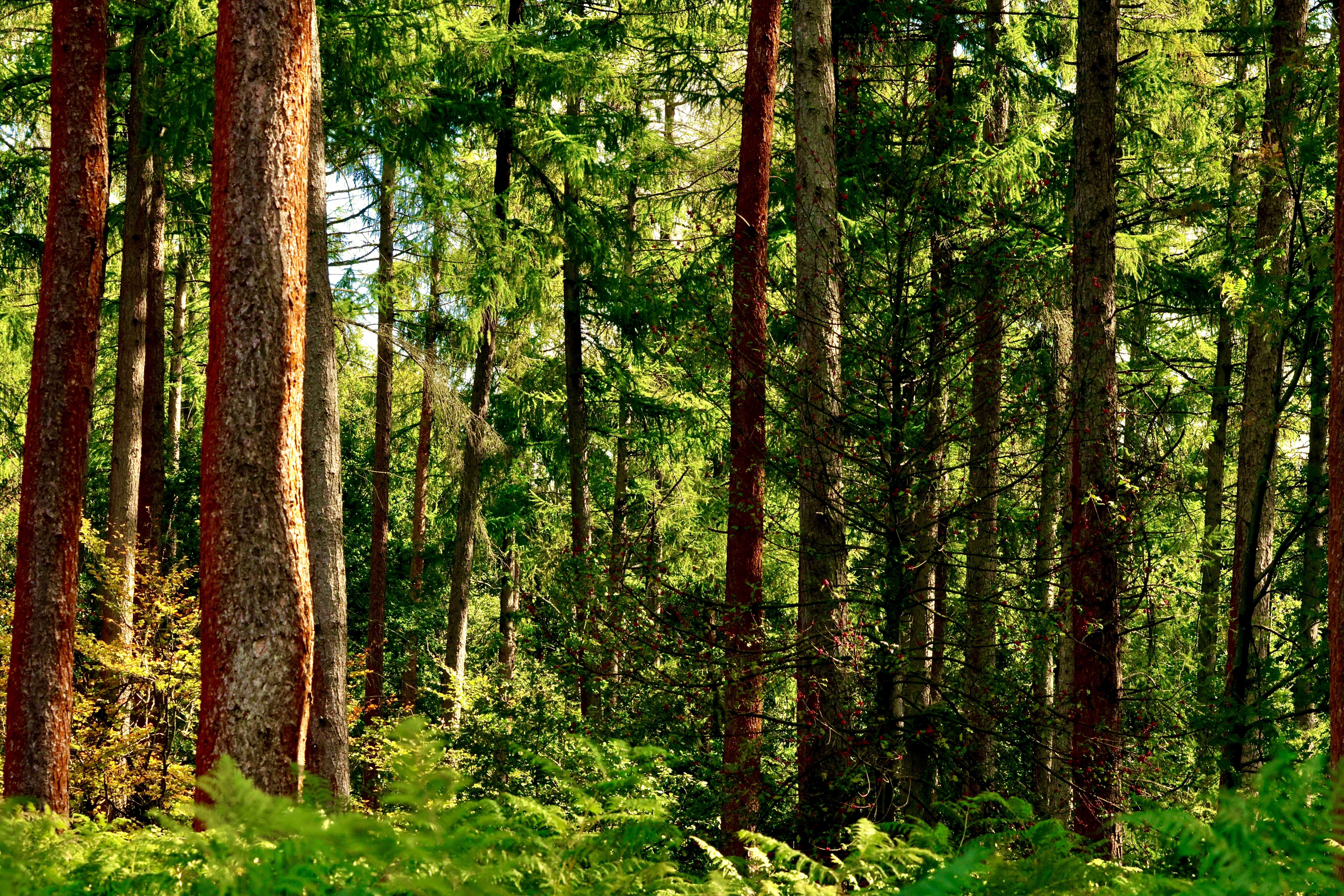 Sunlit forest with lush green ferns and tall trees.