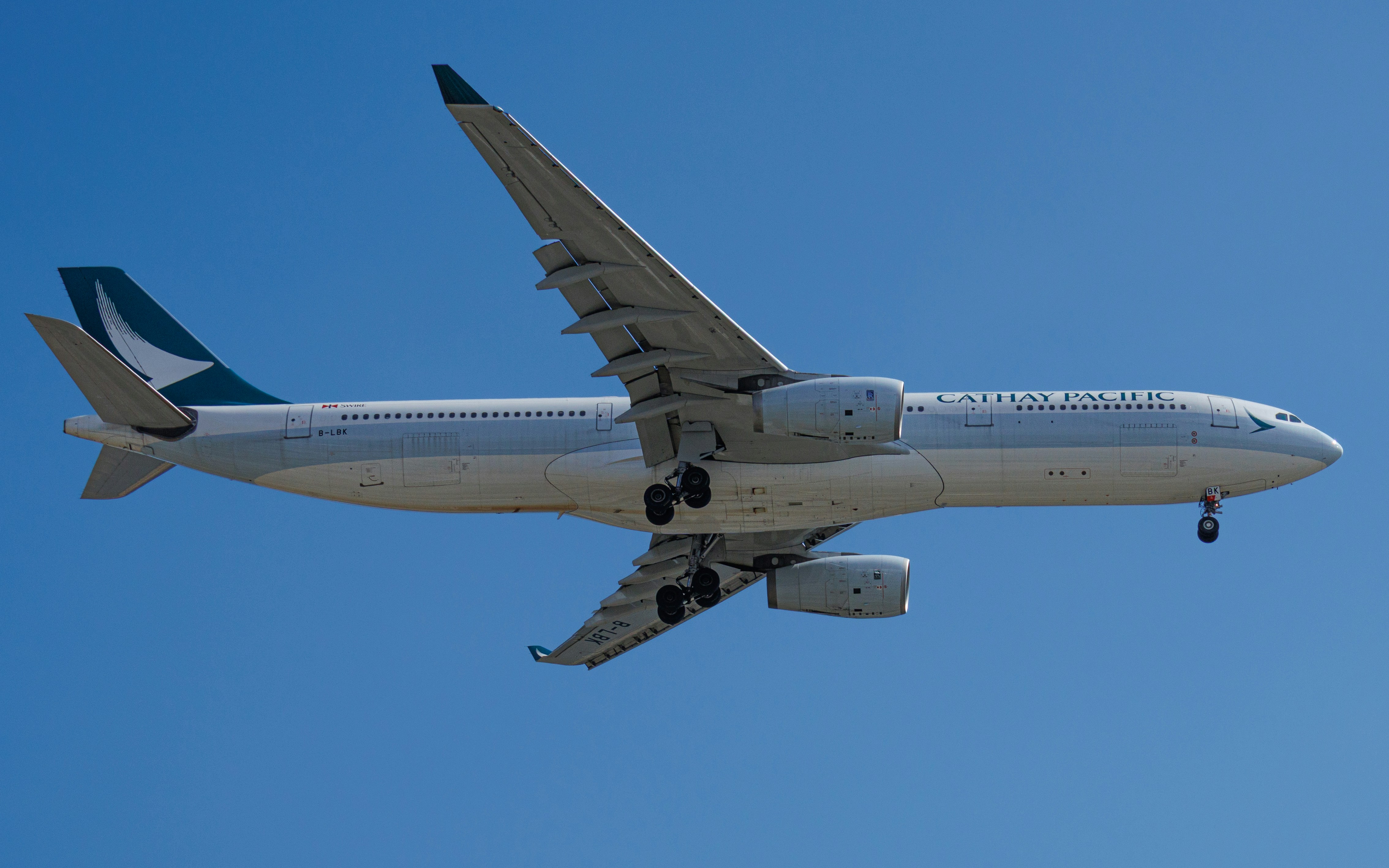 Soaring Elegance: The Art of Flight