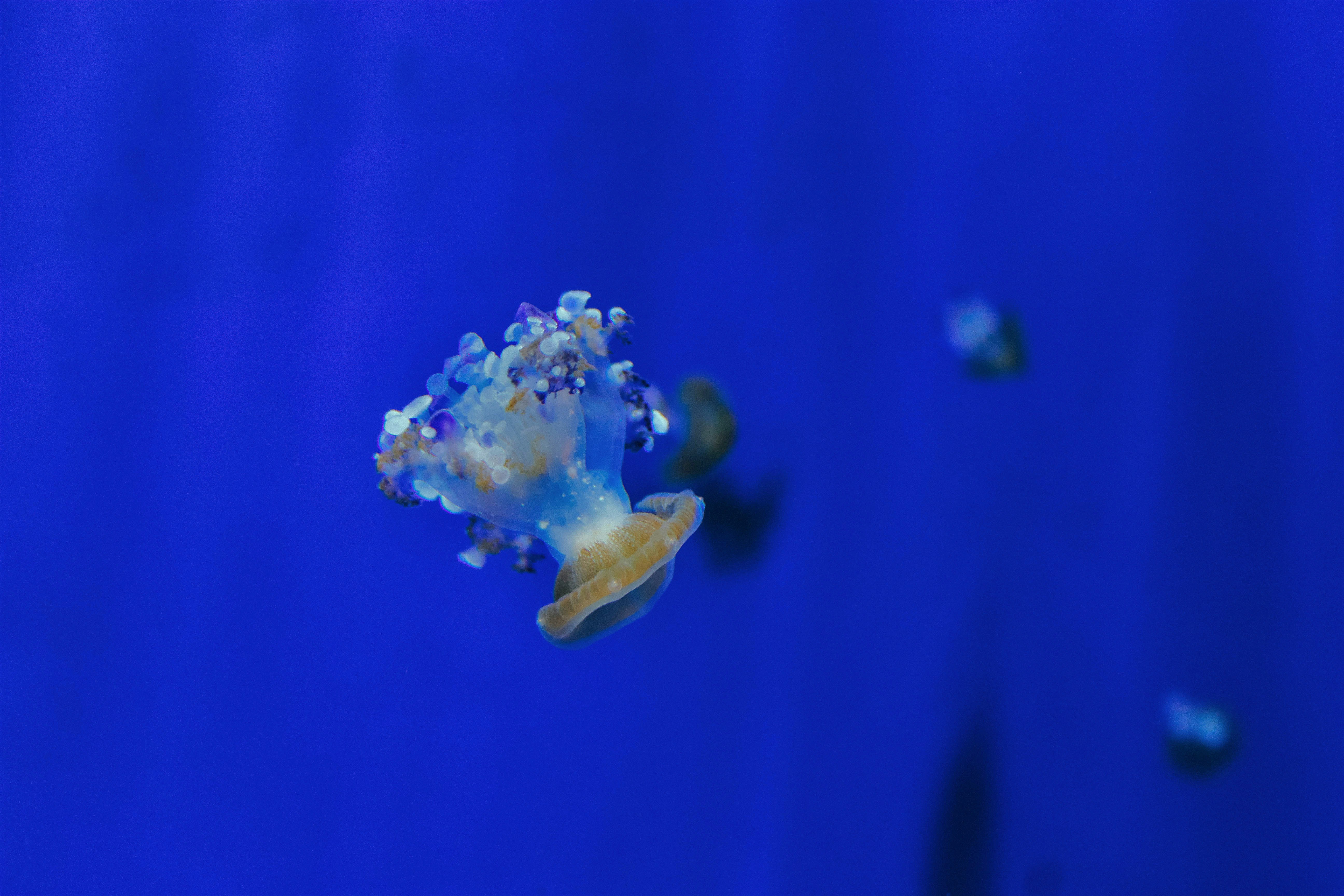 A dancing jellyfish moves slowly in the depths of the sea, enveloped by an intense blue that enhances its shapes and colors. | A small jellyfish floats in deep blue water.