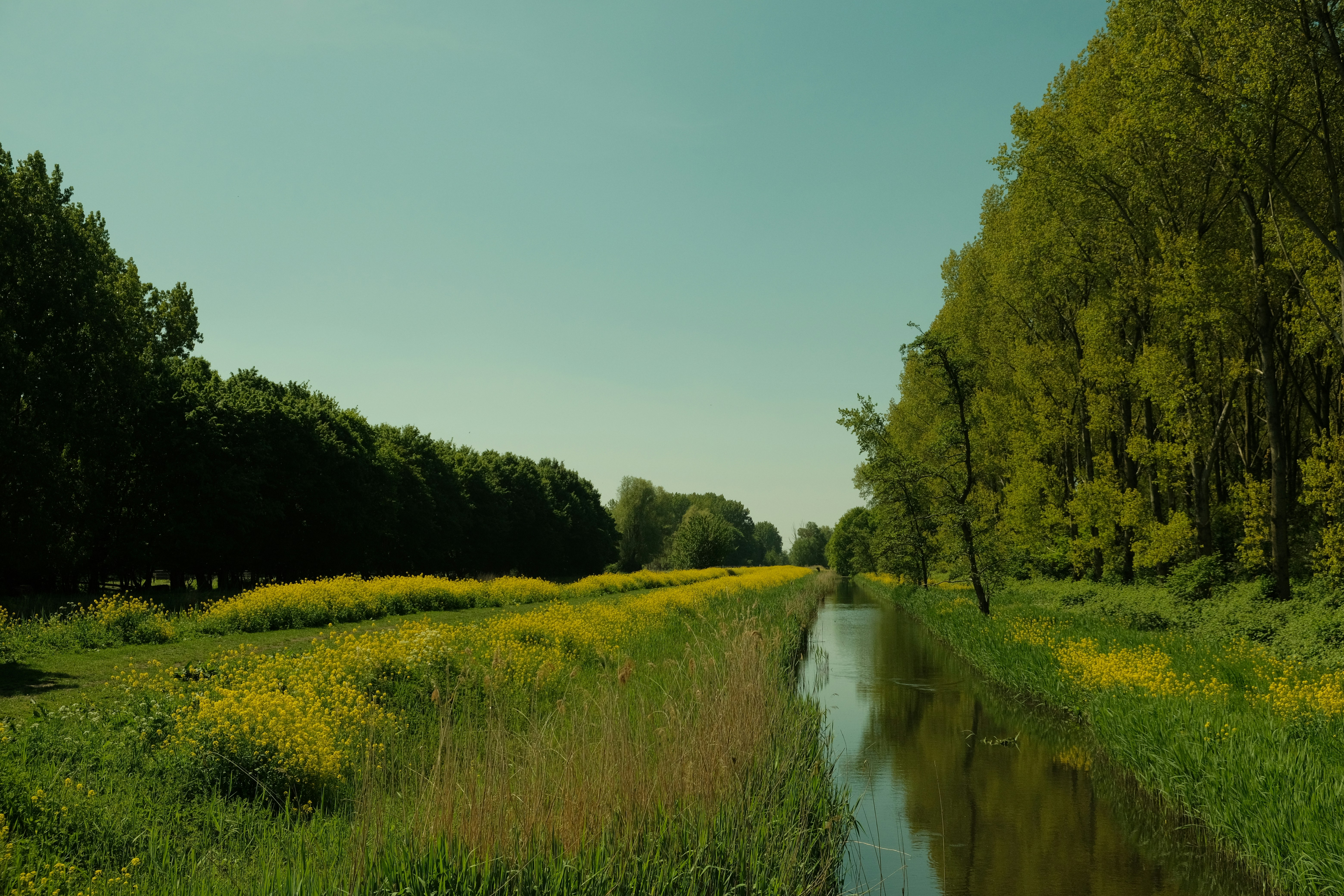 A narrow canal flows through a field of yellow flowers.