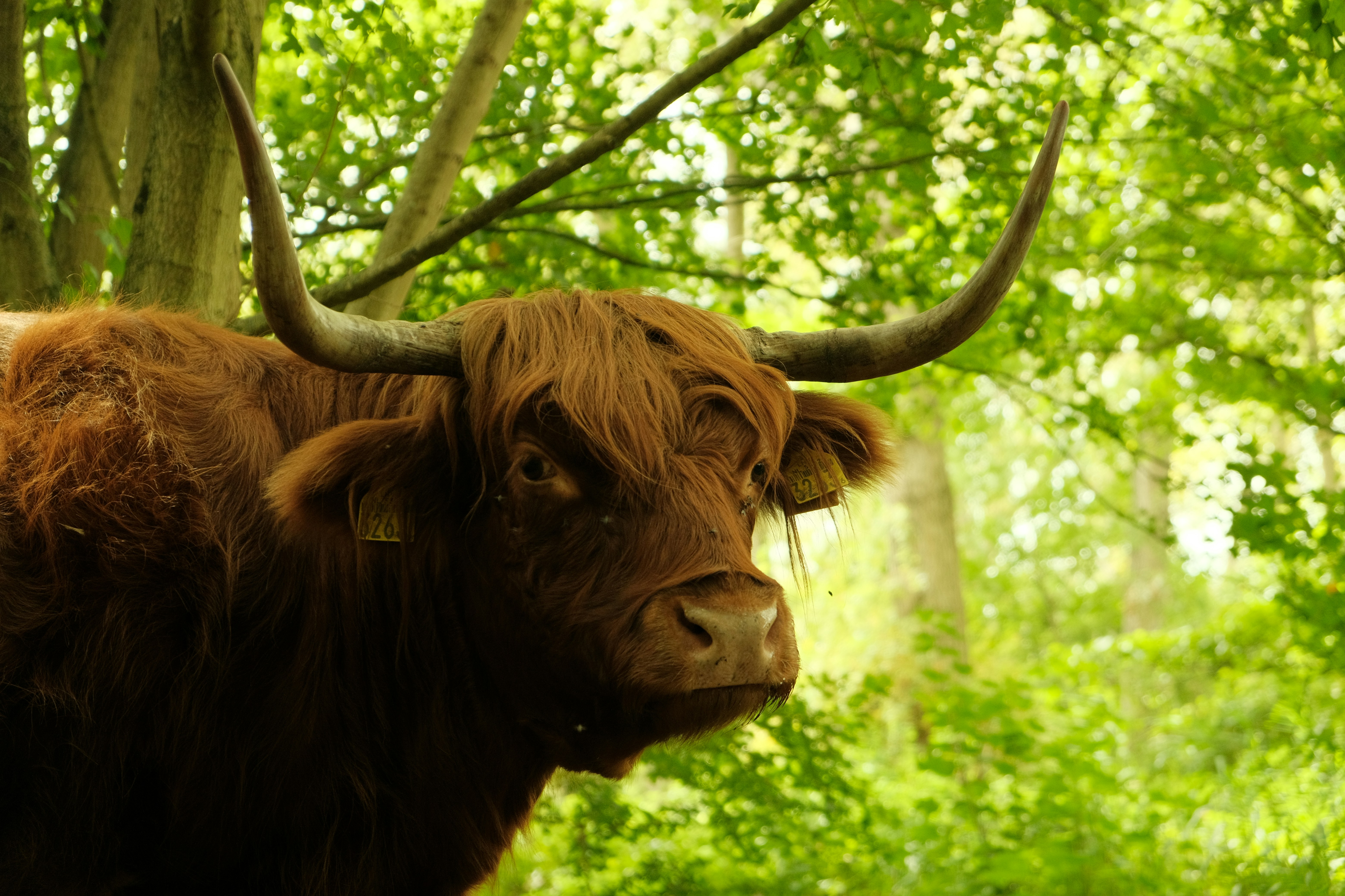 Majestic Highlander Amidst Lush Greenery