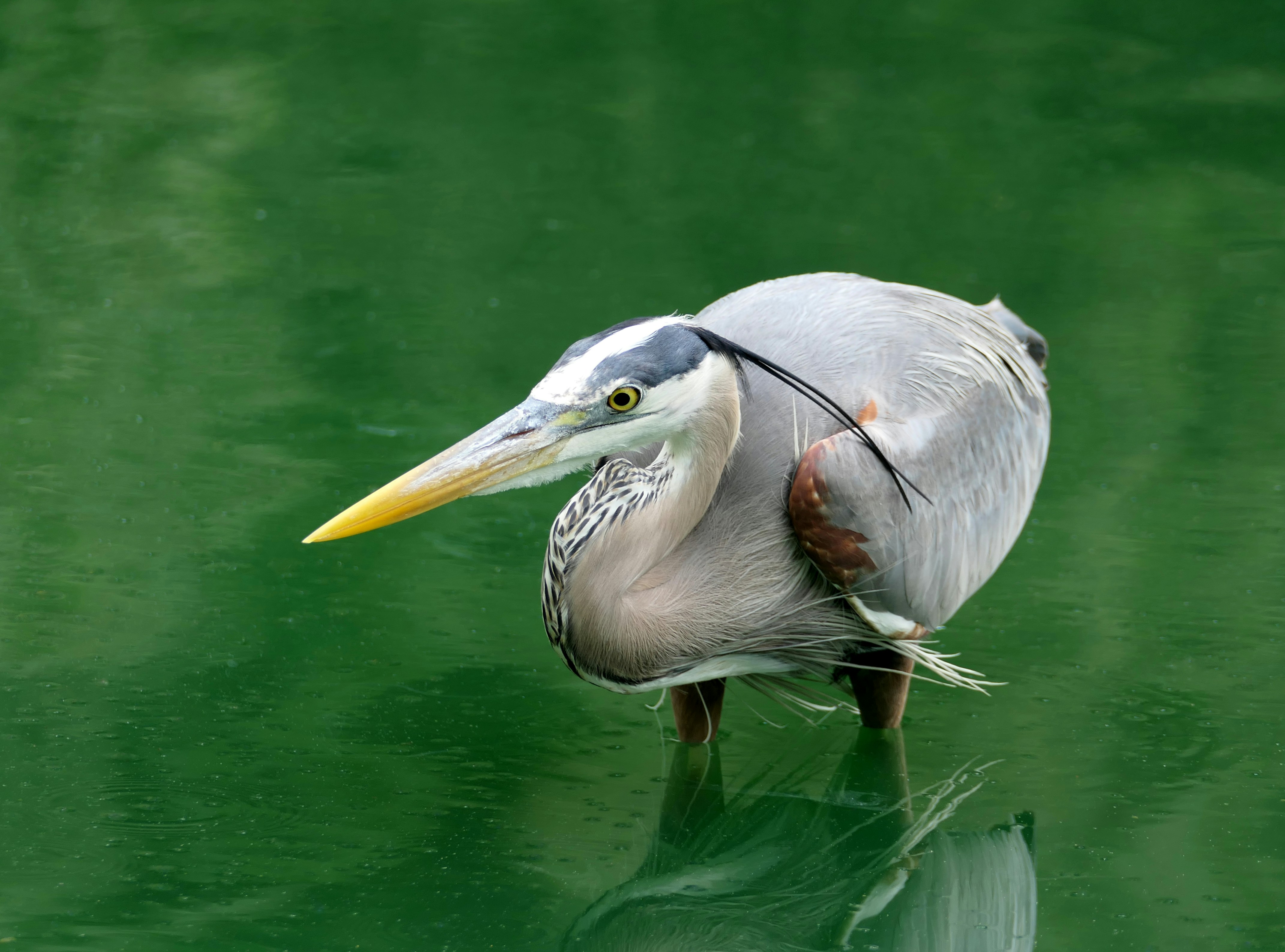 A Great Blue Heron curves its neck back ready to attack its prey | A great blue heron stands in green water.
