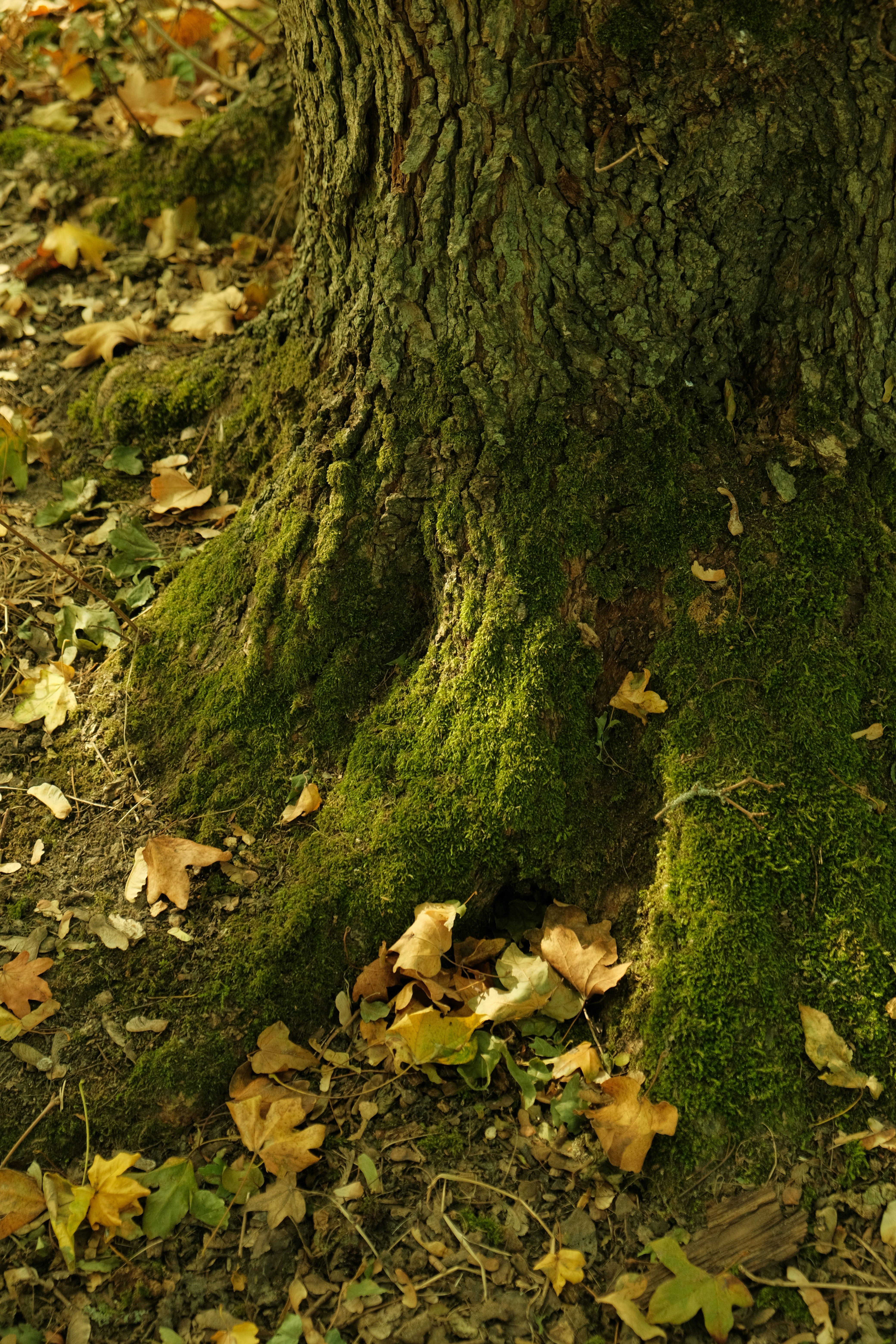 Mossy tree roots with fallen autumn leaves on ground