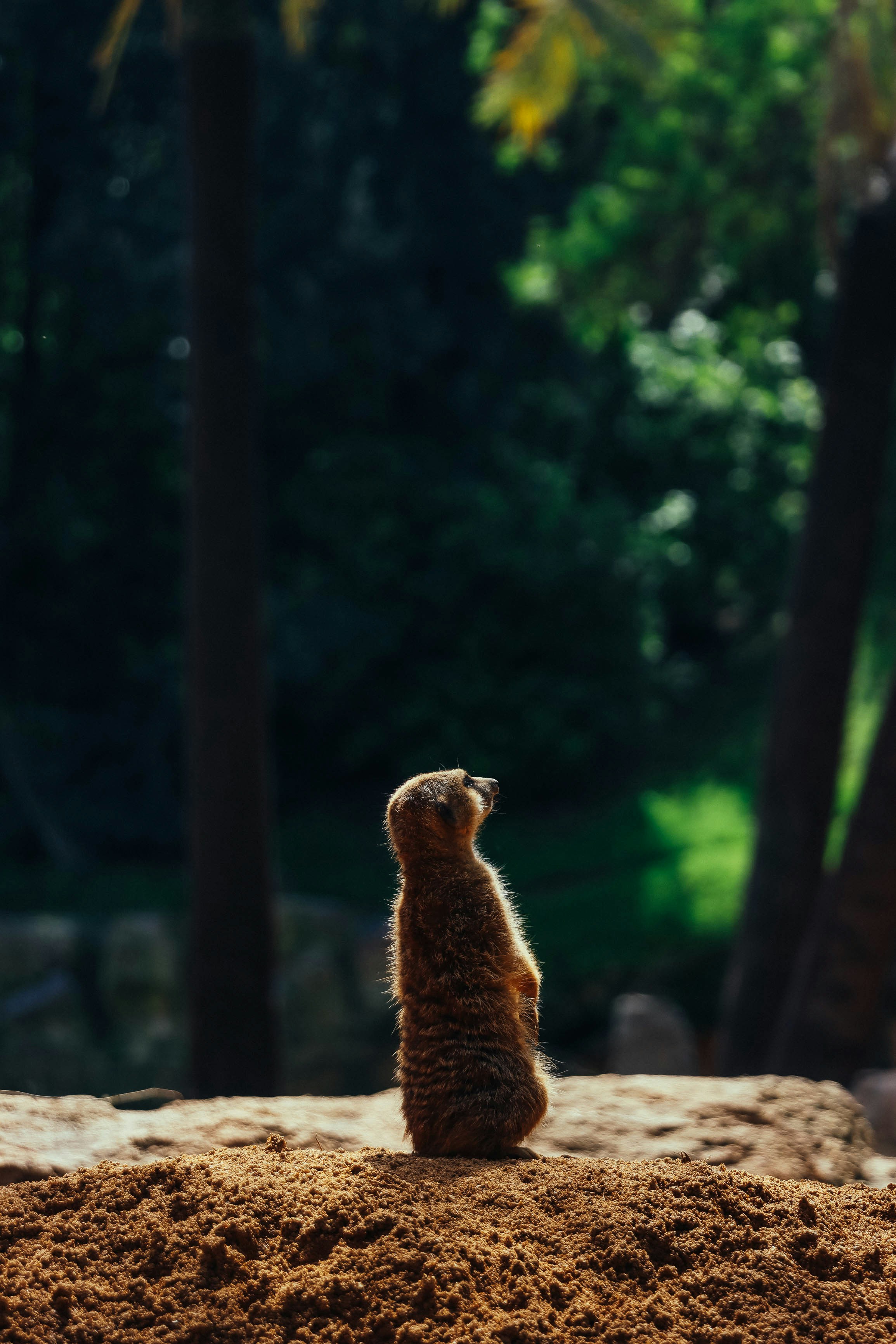The Watchful Sentinel of the Savanna