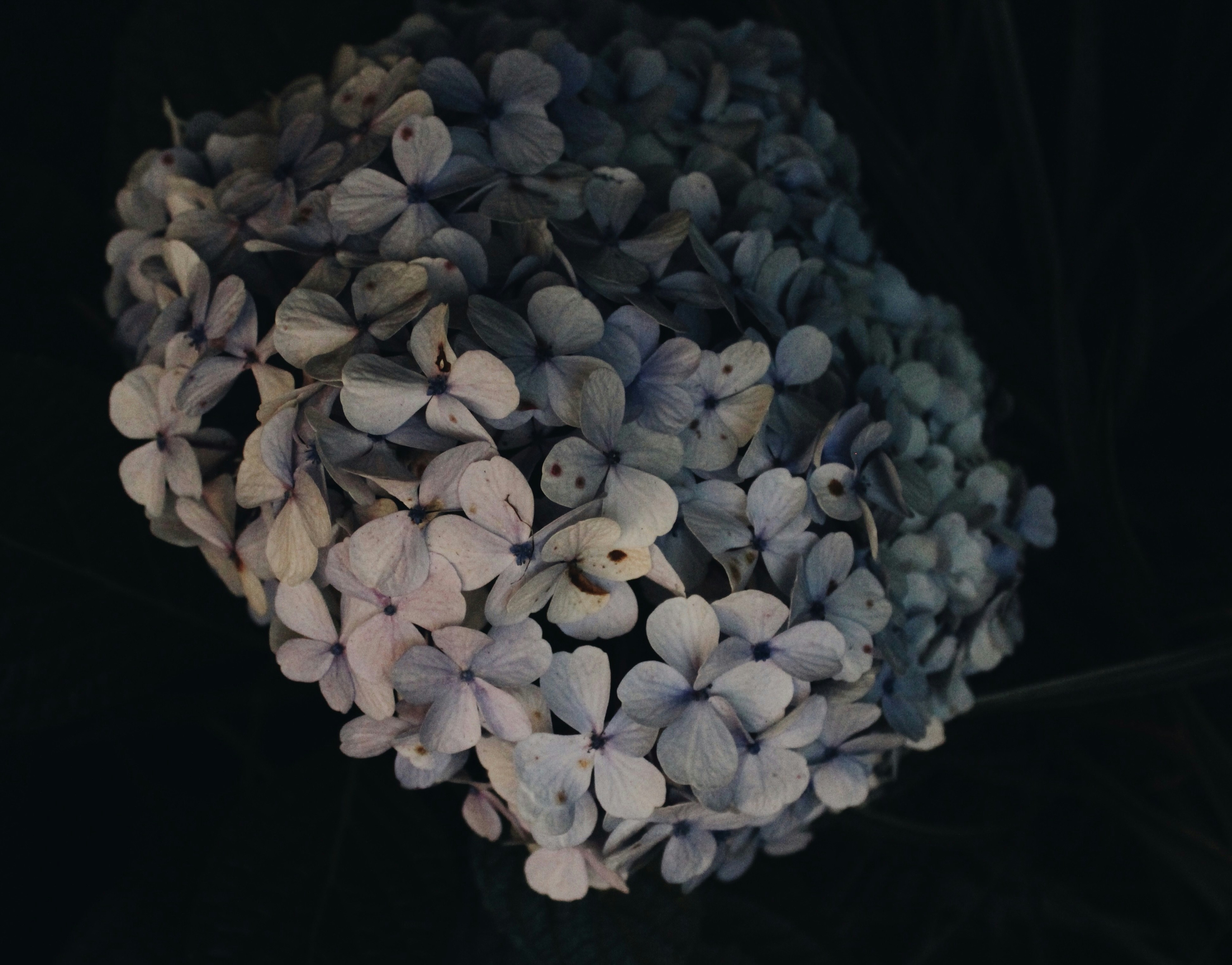 Close-up of a pale blue hydrangea flower cluster.