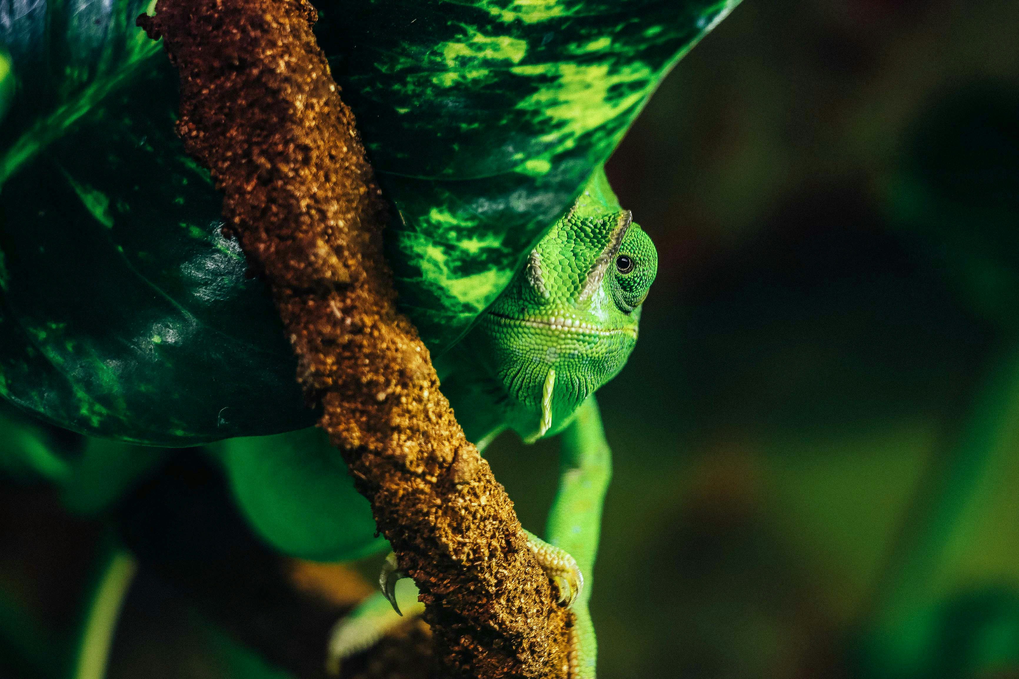 Emerald Guardian: A Lizard's Watchful Gaze
