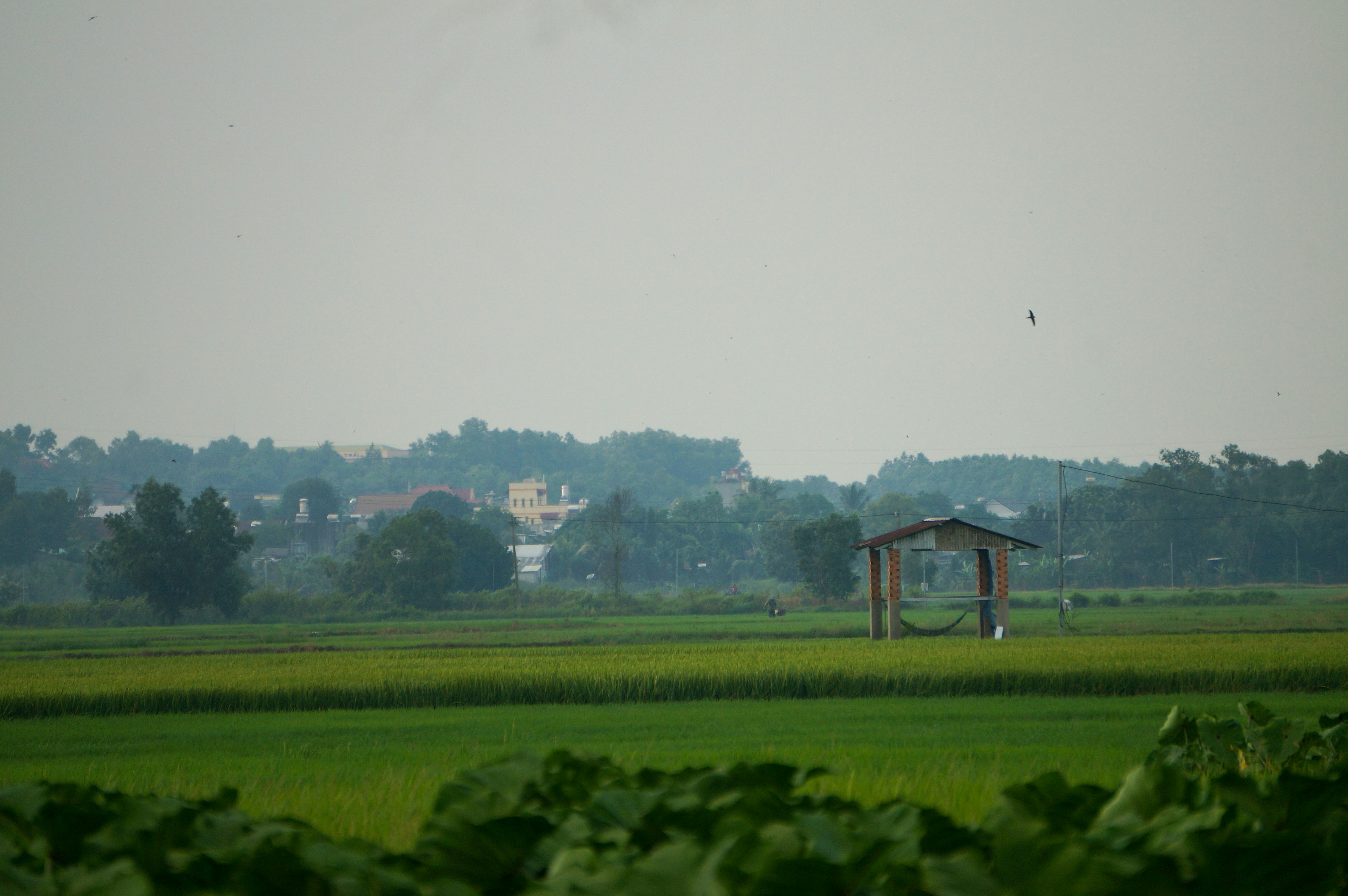 Serenity Amidst the Green Fields