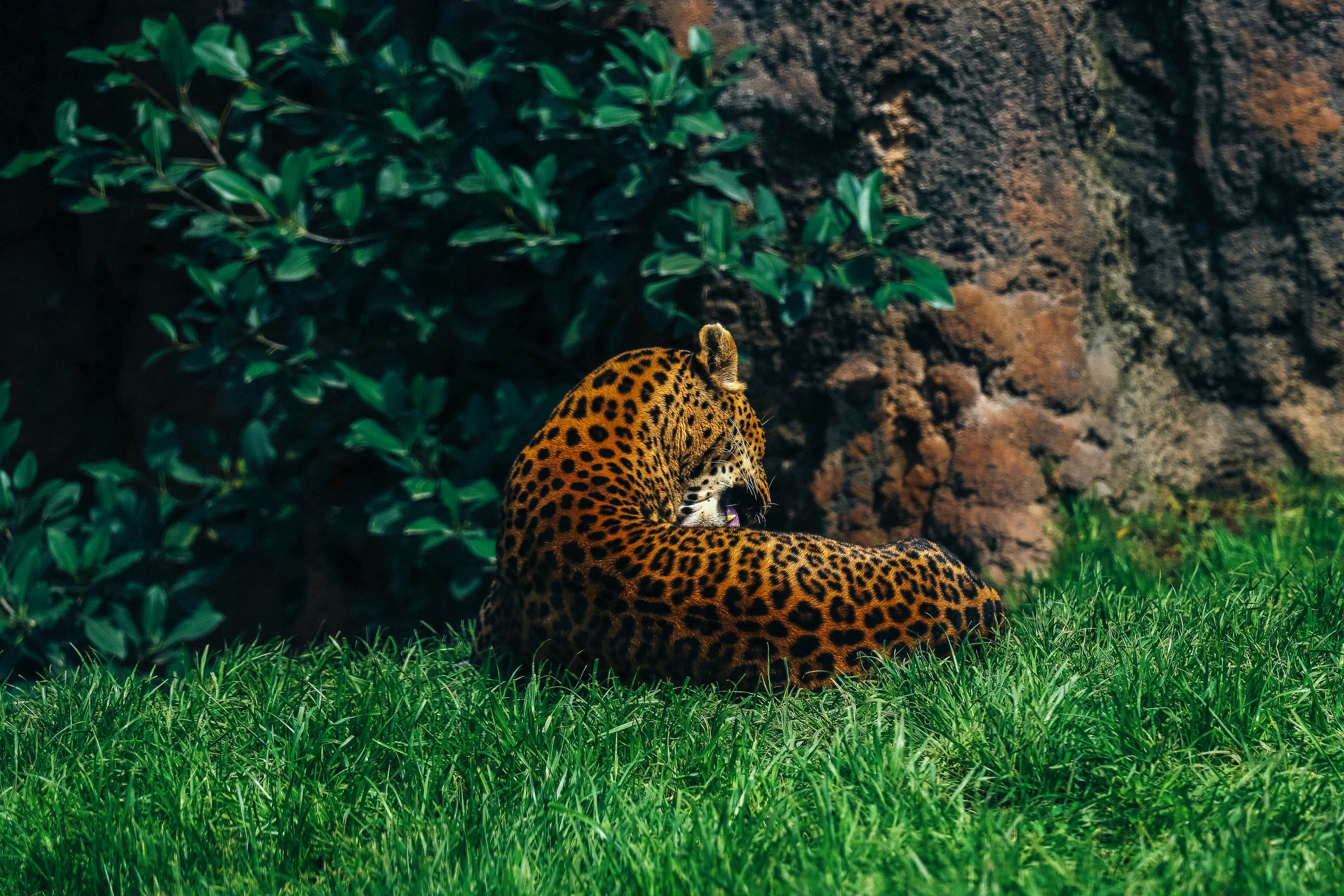 Whispers of the Wild: A Leopard's Serenity