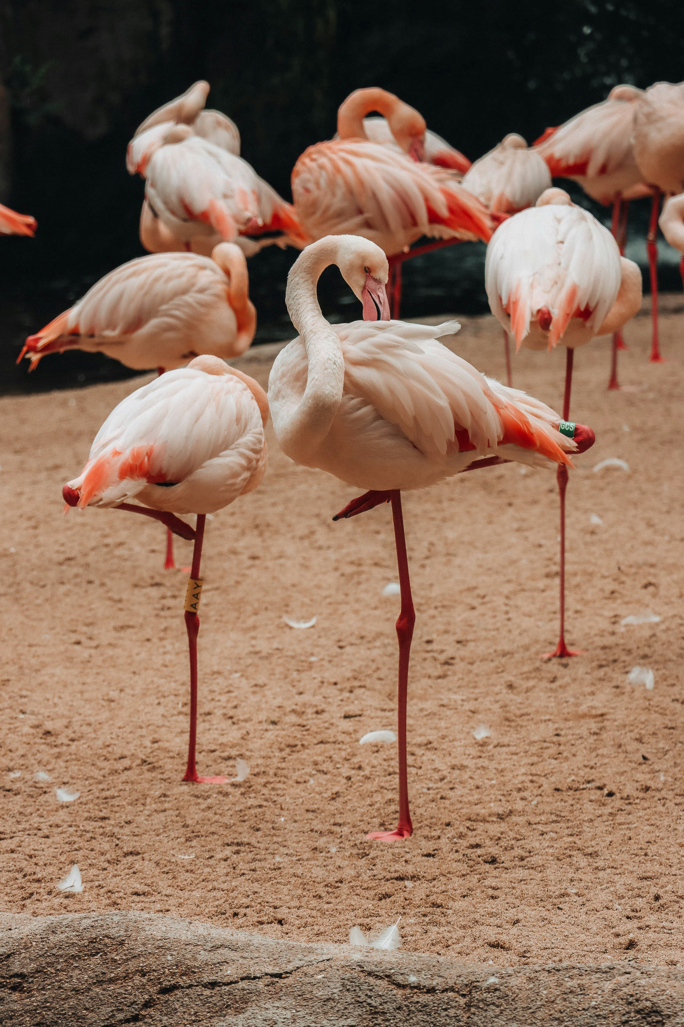 Elegance in Pink: A Flamingo Gathering