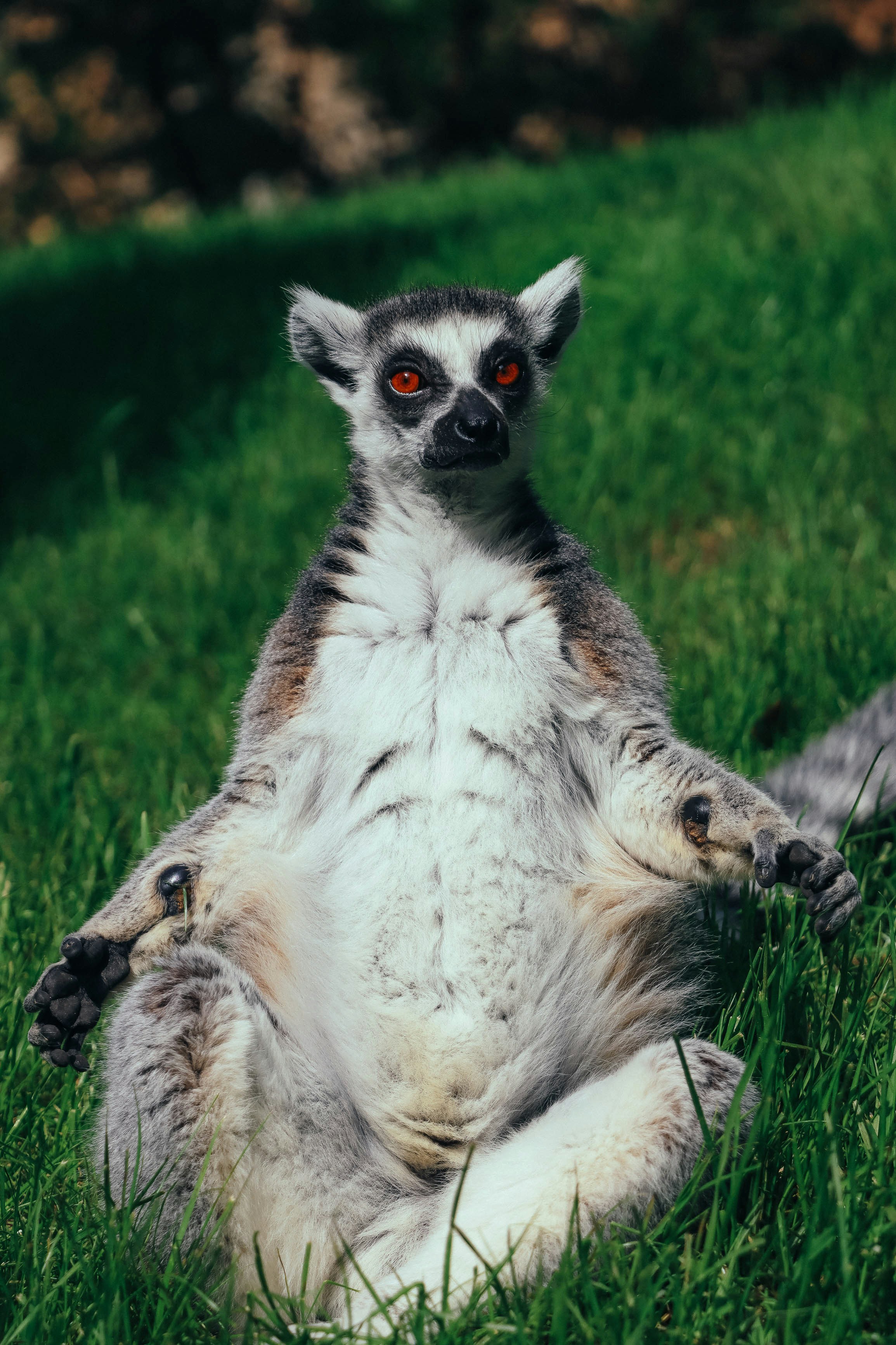 Leisurely Lemur: A Moment of Calm