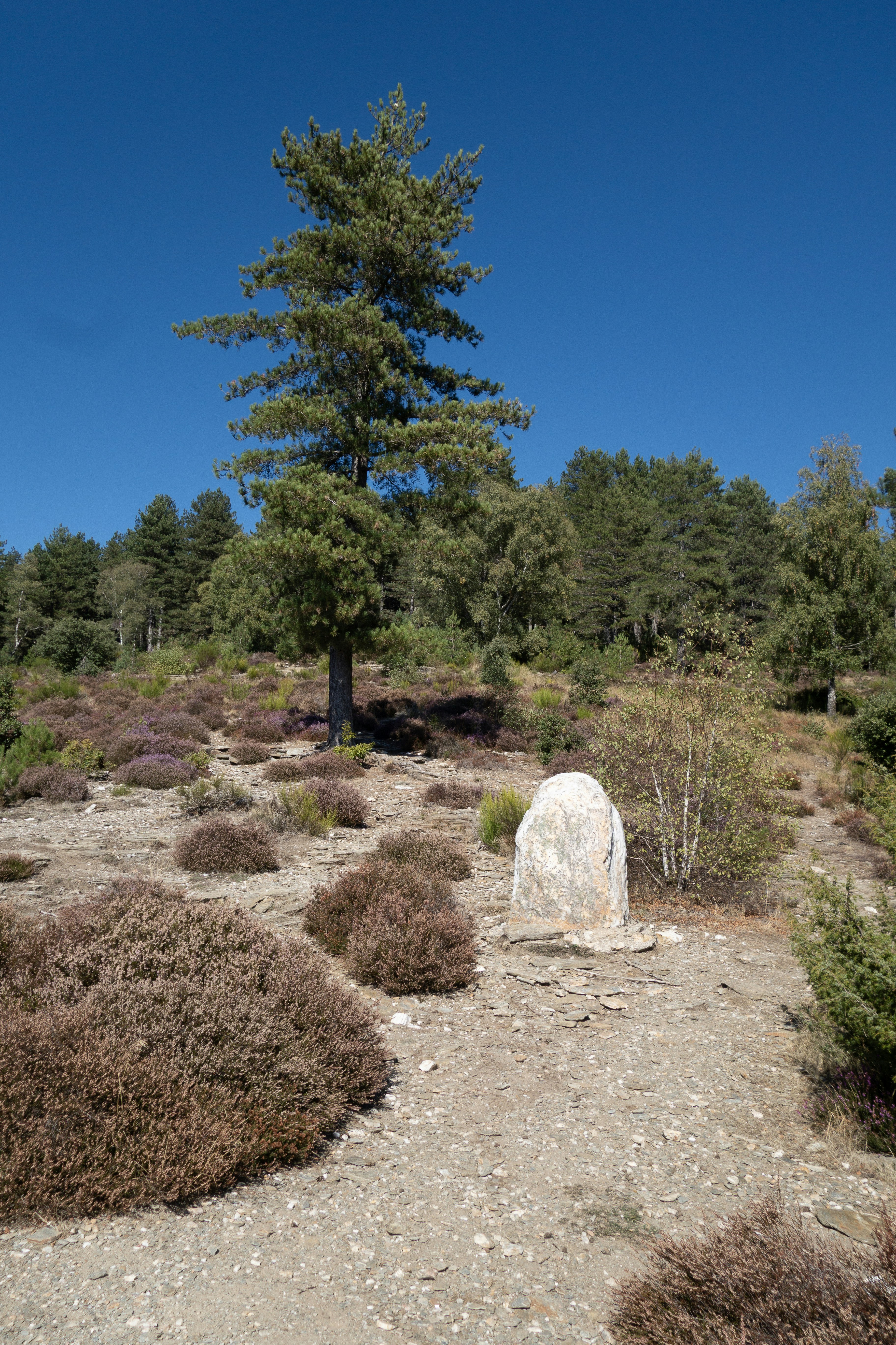 Whispers of Nature: The Guardian Stone