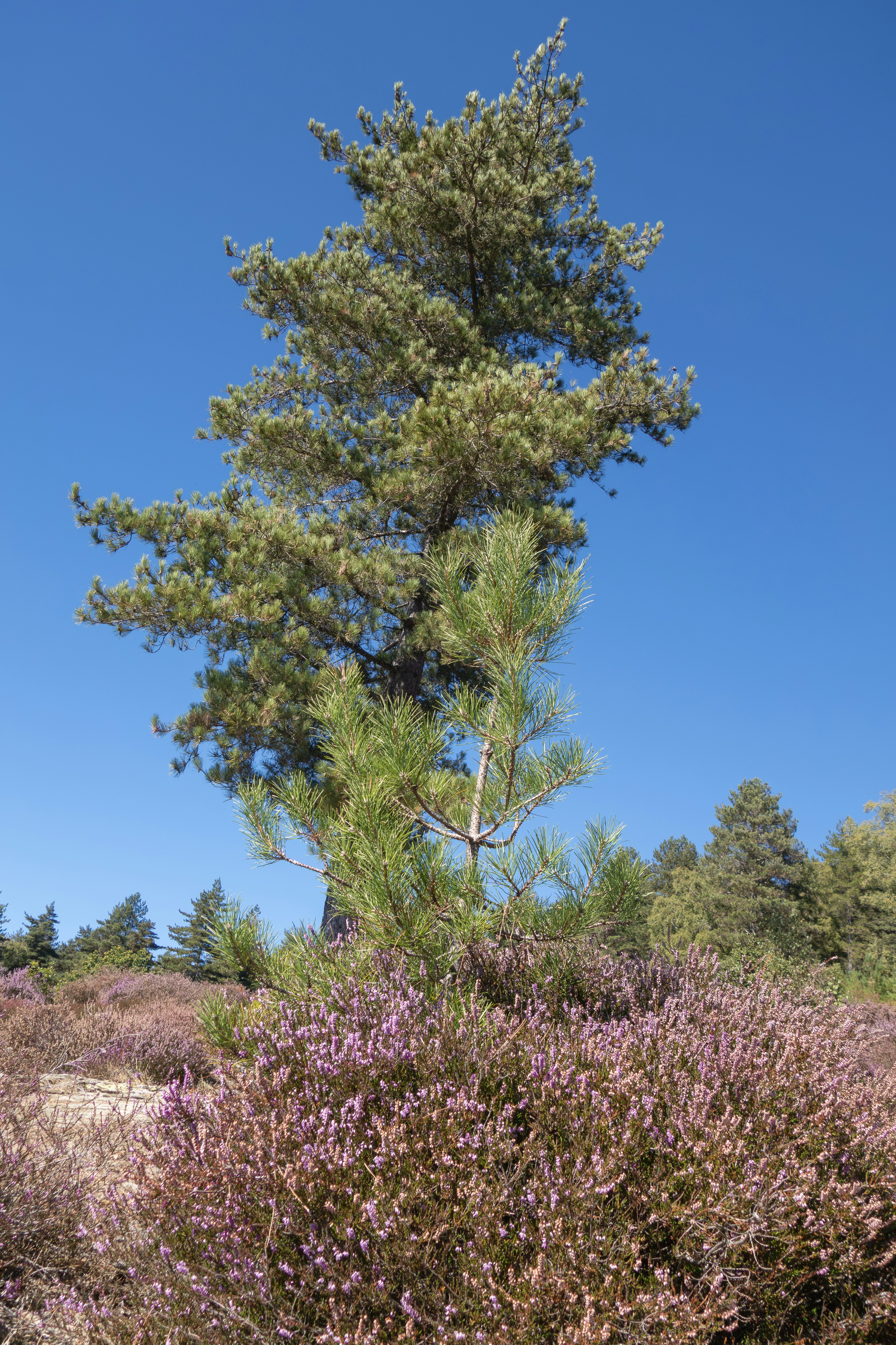 Whispers of Nature: A Harmony of Pines and Heather