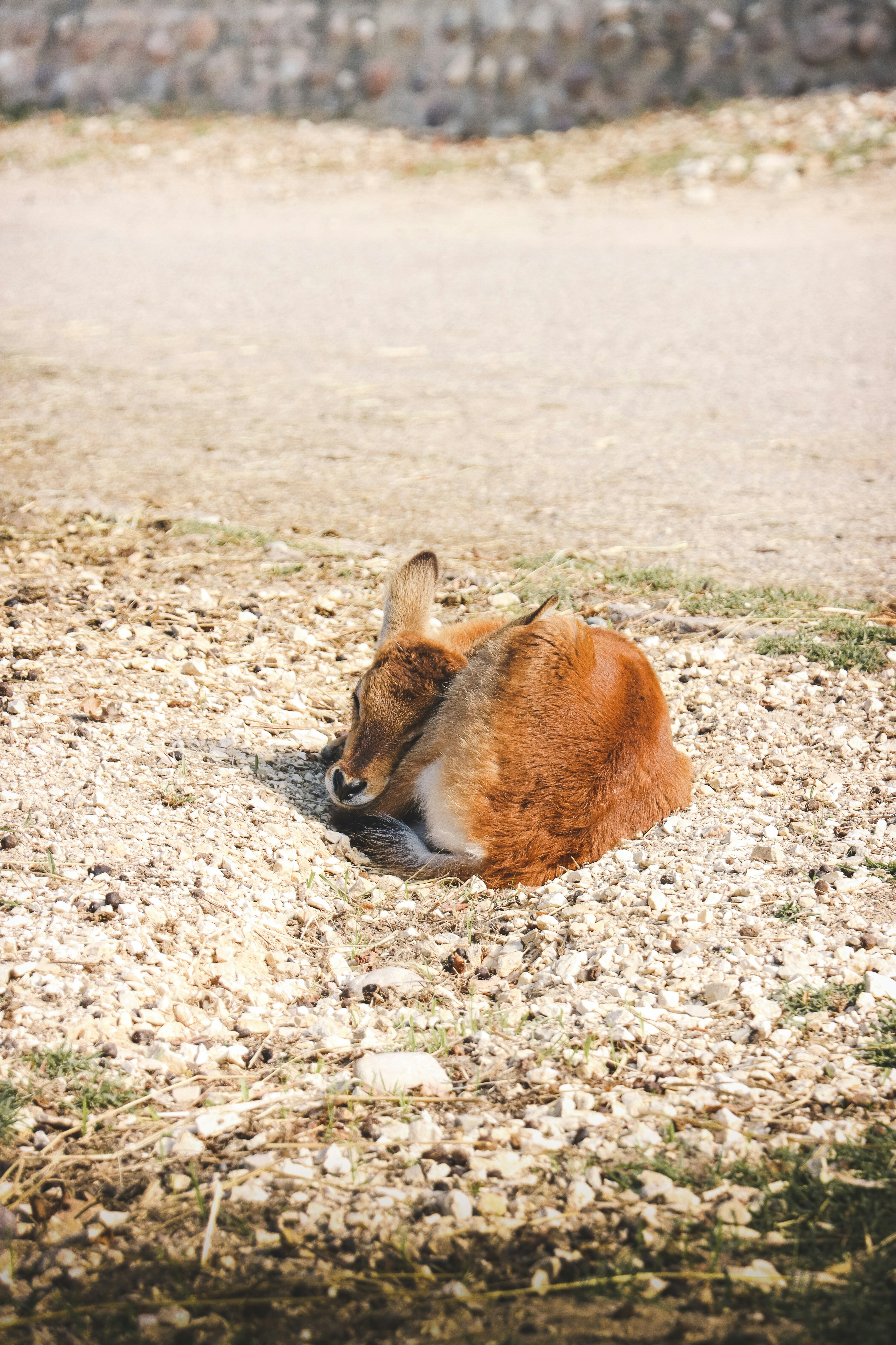 A Moment of Serenity: The Resting Fawn