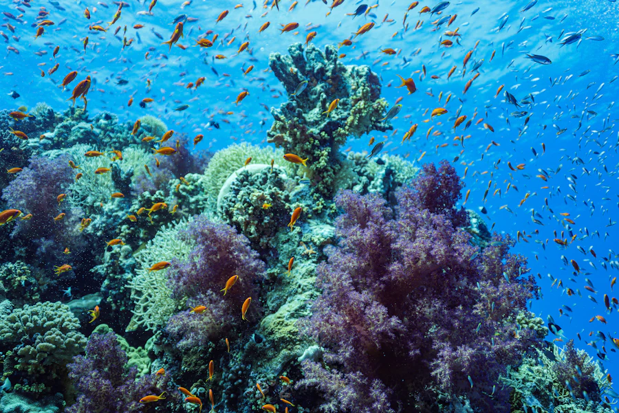 Colorful tropical fish swirl above a vibrant coral reef with teal, purple, and green textures. Bright blue open water fills the upper half of the scene.
