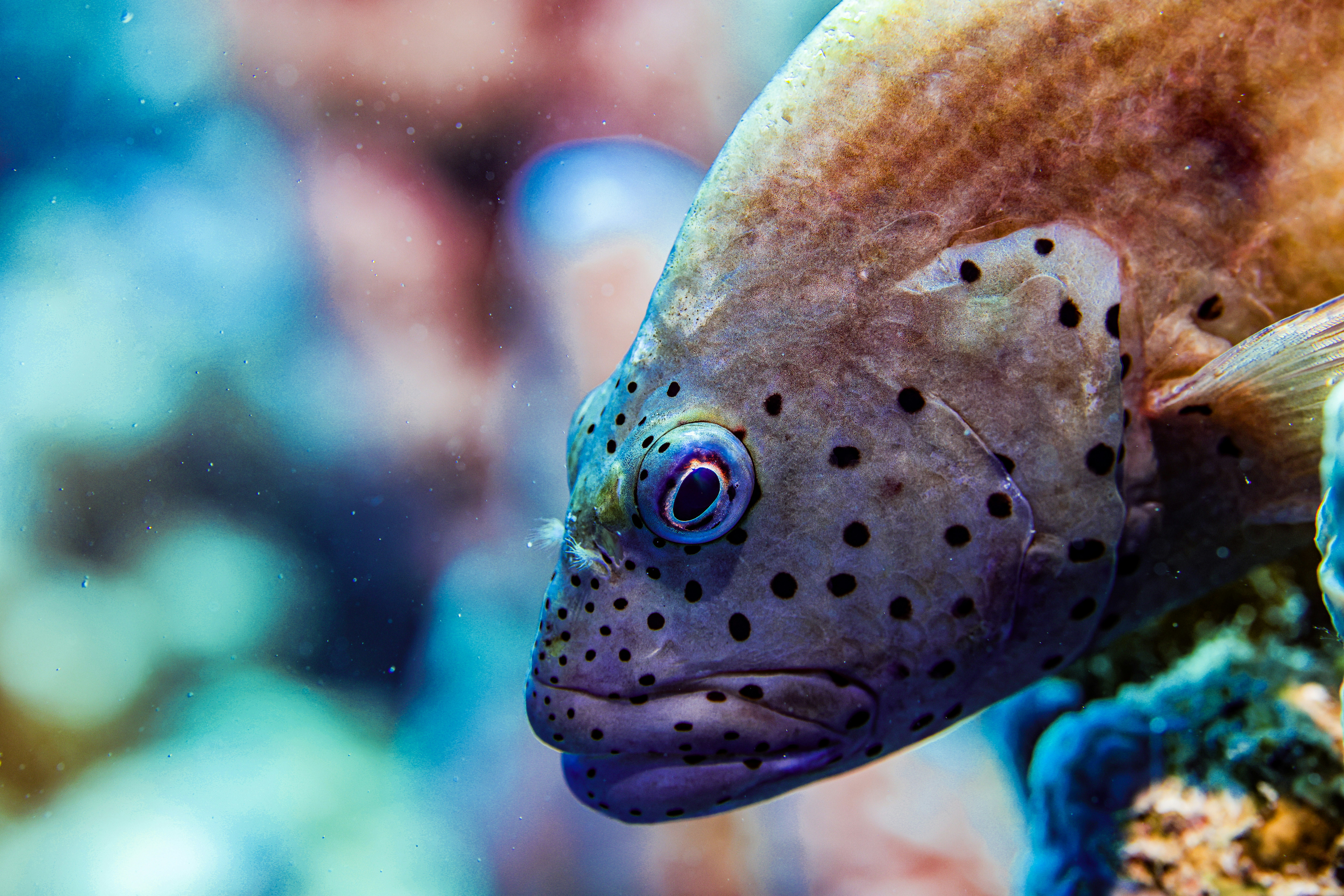 Close-up of a spotted fish gliding through vibrant coral reefs, showcasing its unique patterns and colors.