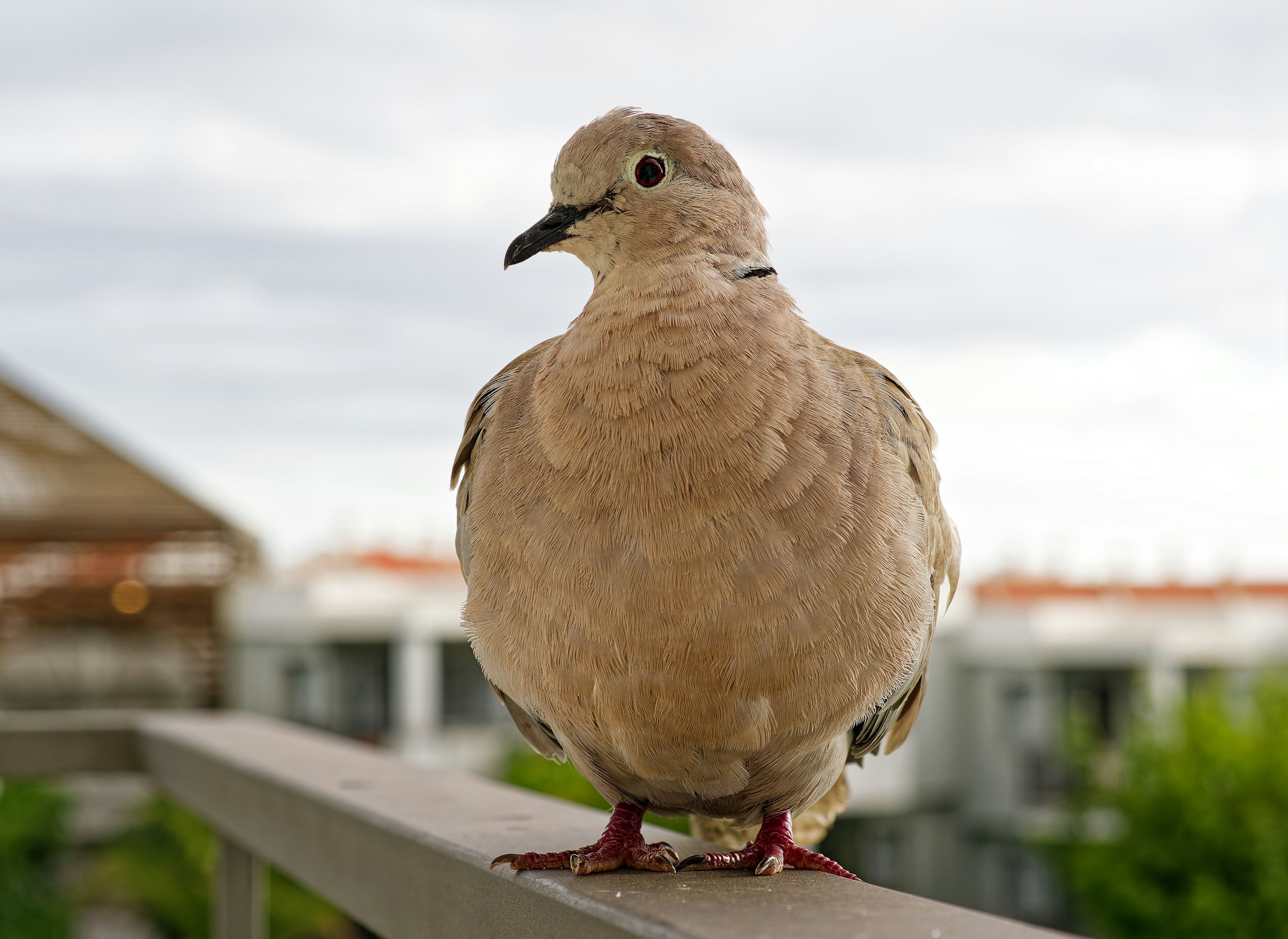 A dove perched on a railing outdoors