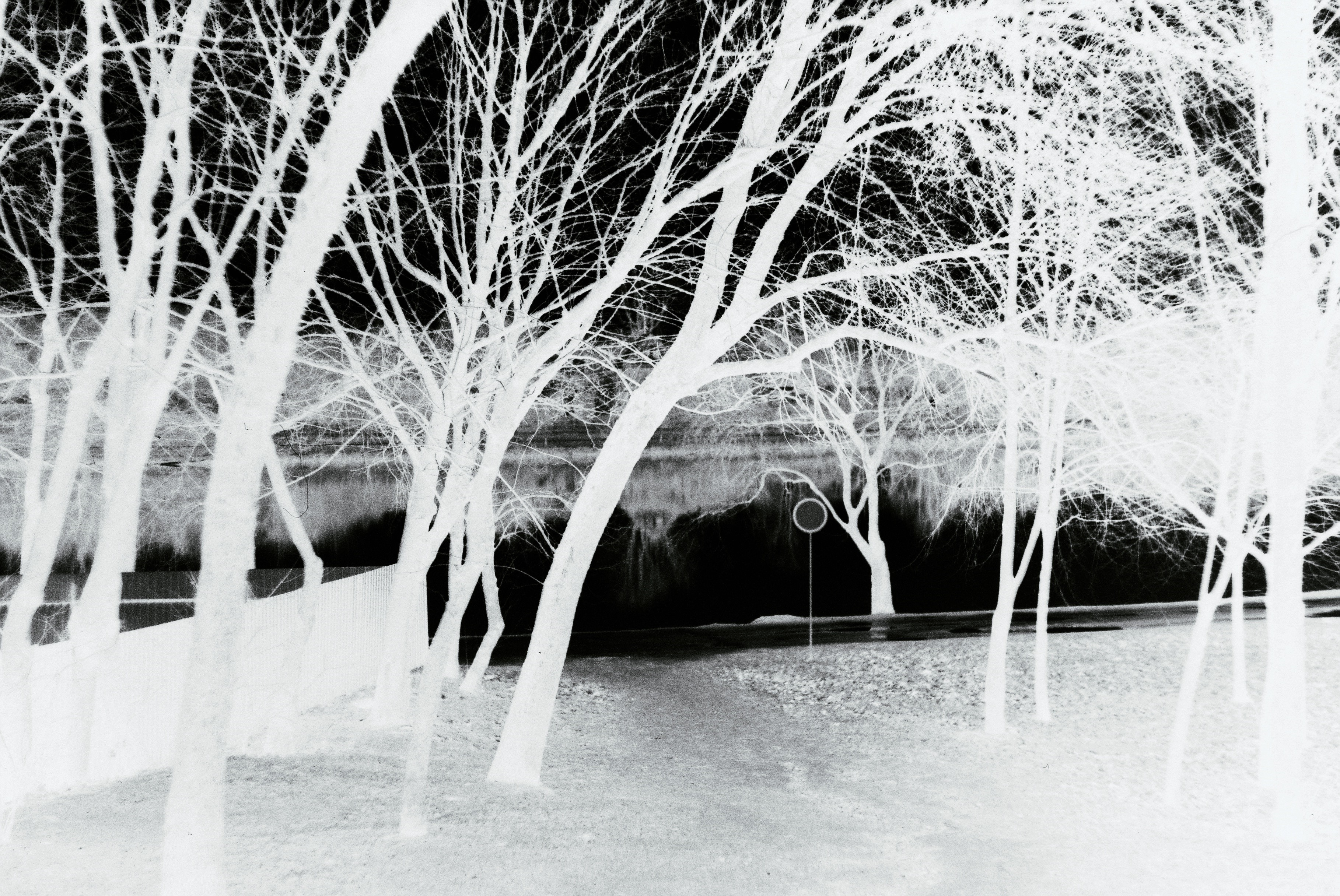 Bare trees against a dark background