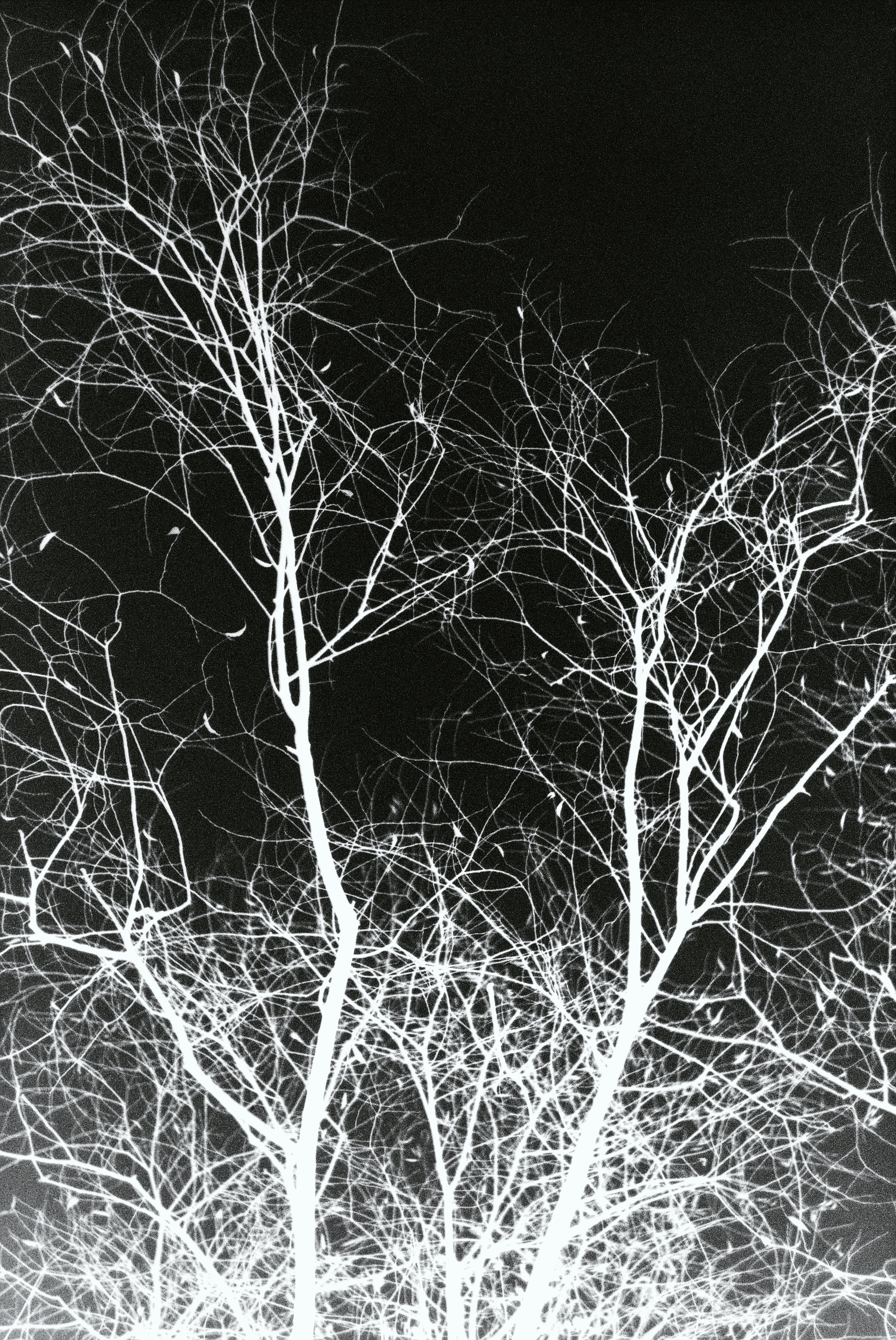 Bare tree branches against a dark sky