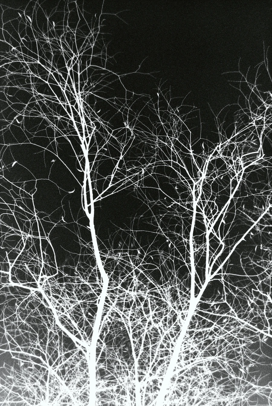 High-contrast black-and-white scene of leafless trees with thin branches reaching across a dark sky. Bright trunks and tangled twigs fill the frame from the bottom upward.